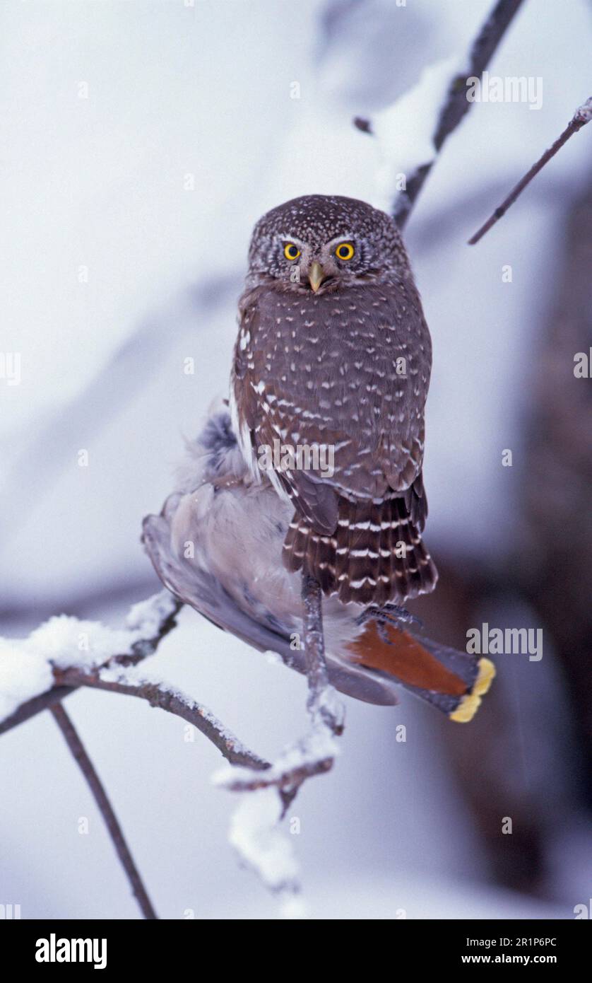 Pygmy Owl, pygmy owls, Owls, Animals, Birds, Owls, Eurasian Pygmy-owl ...