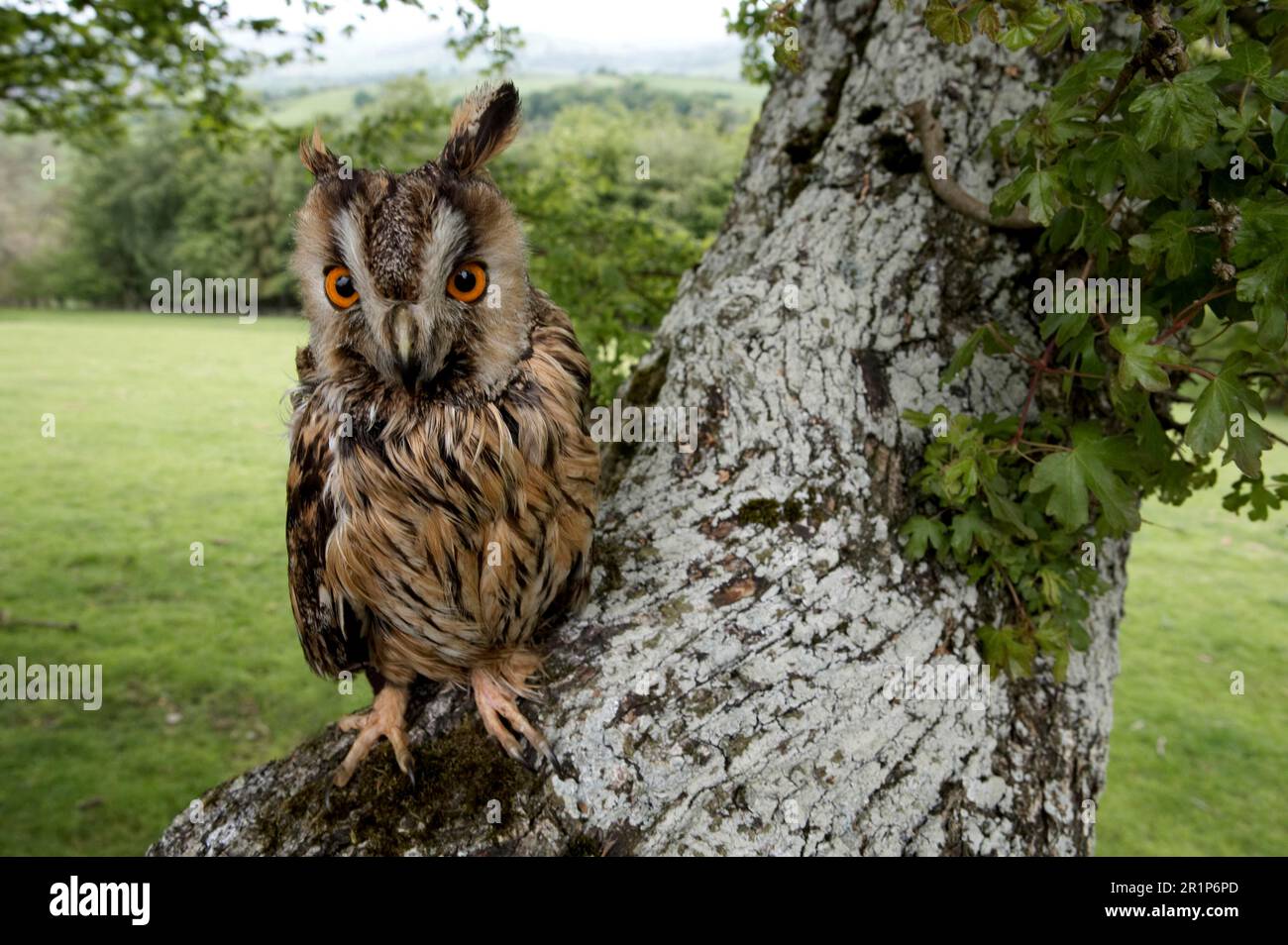 Long-eared owl (Asio otus), adult, sitting in hawthorn tree, Wales ...