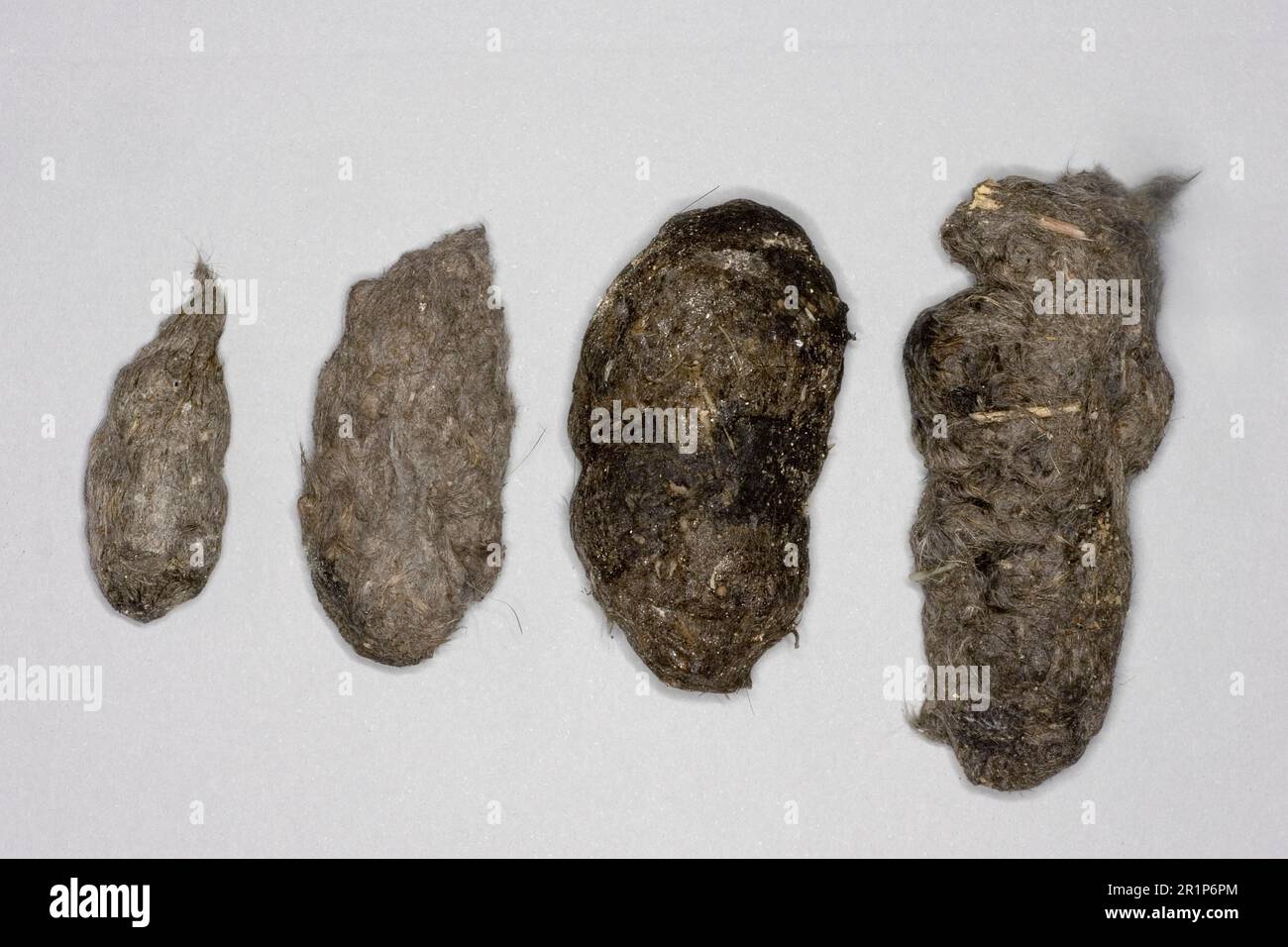 Owl pellets hi-res stock photography and images - Alamy