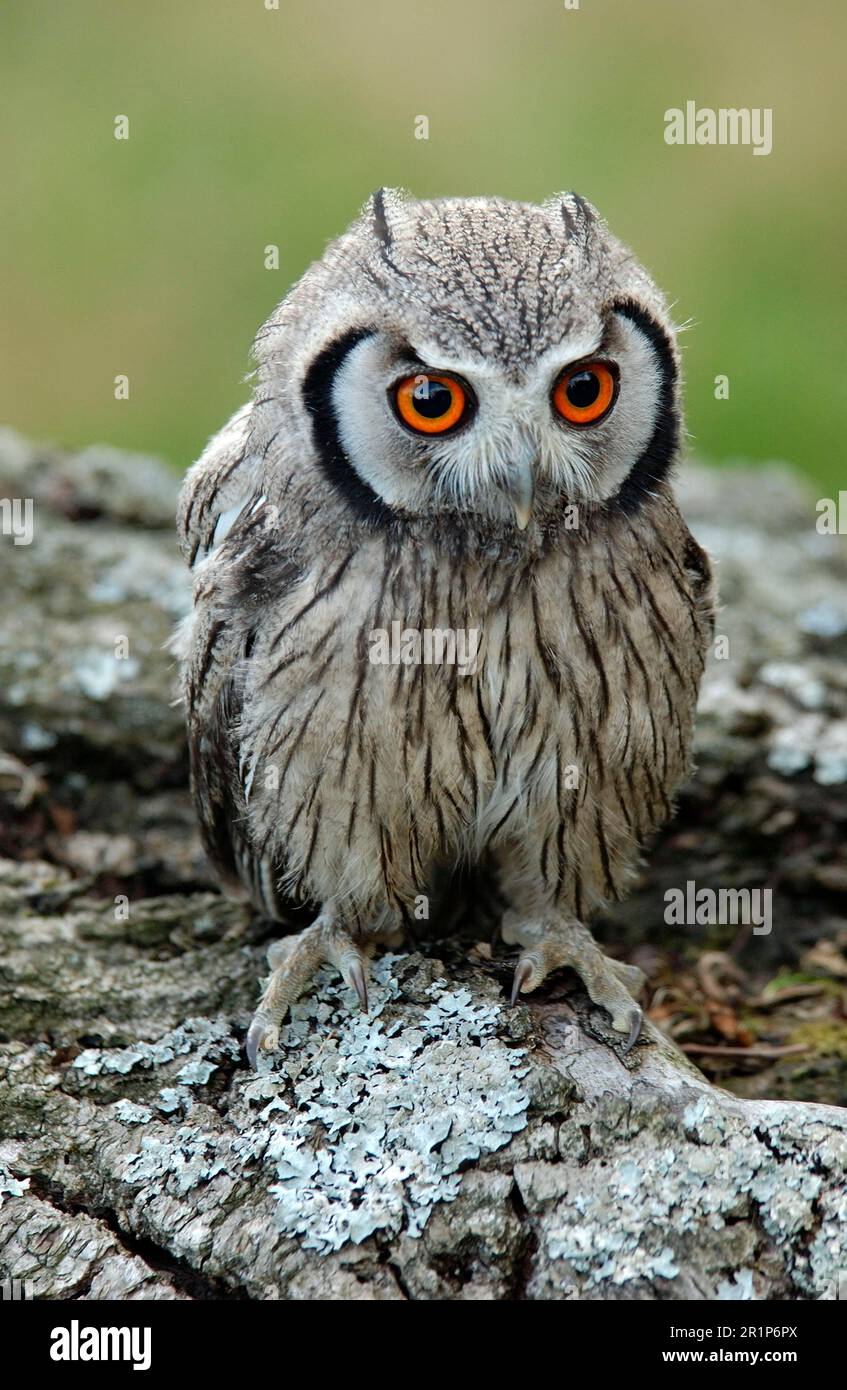 Bush Owl, White-faced Scops Owl, Bush Owls (Ptilopsis leucotis), White ...