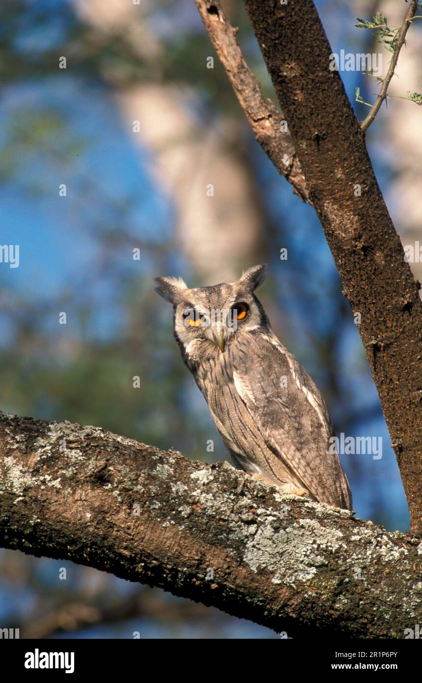 Bush Owl, White-faced Scops Owl, Bush Owls (Ptilopsis leucotis), White ...