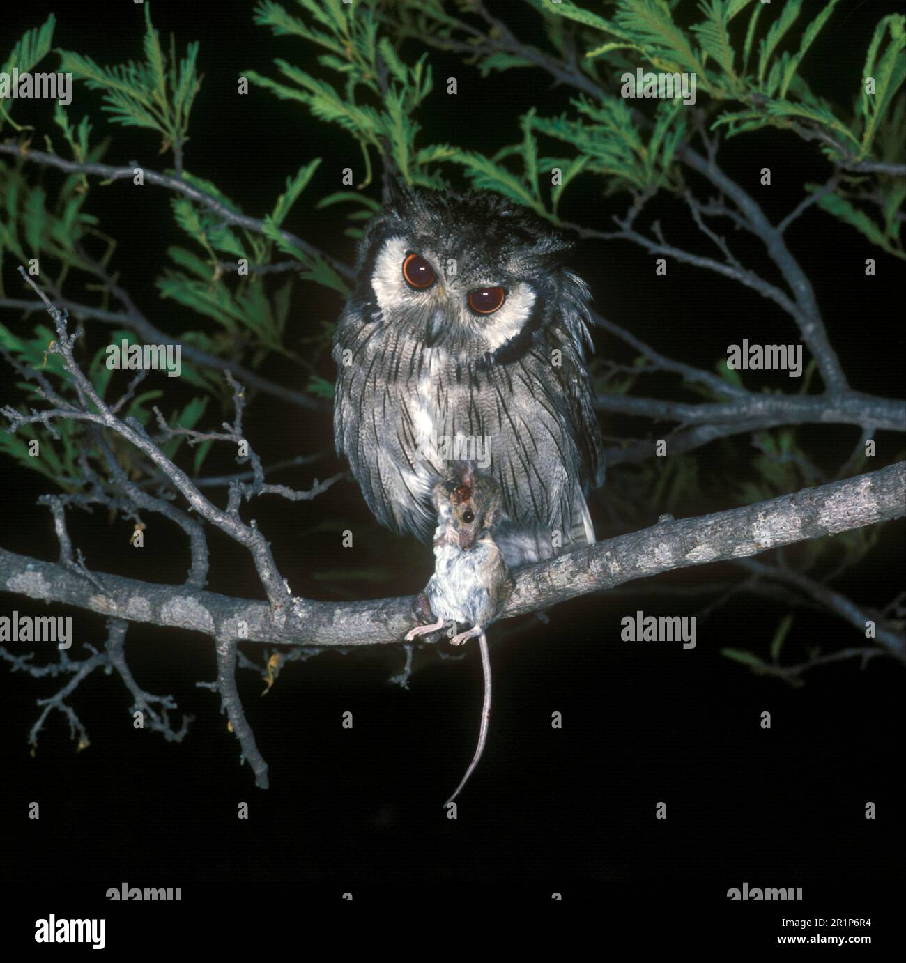 Bush Owl, White-faced Scops Owl, Bush Owls (Ptilopsis leucotis), White ...