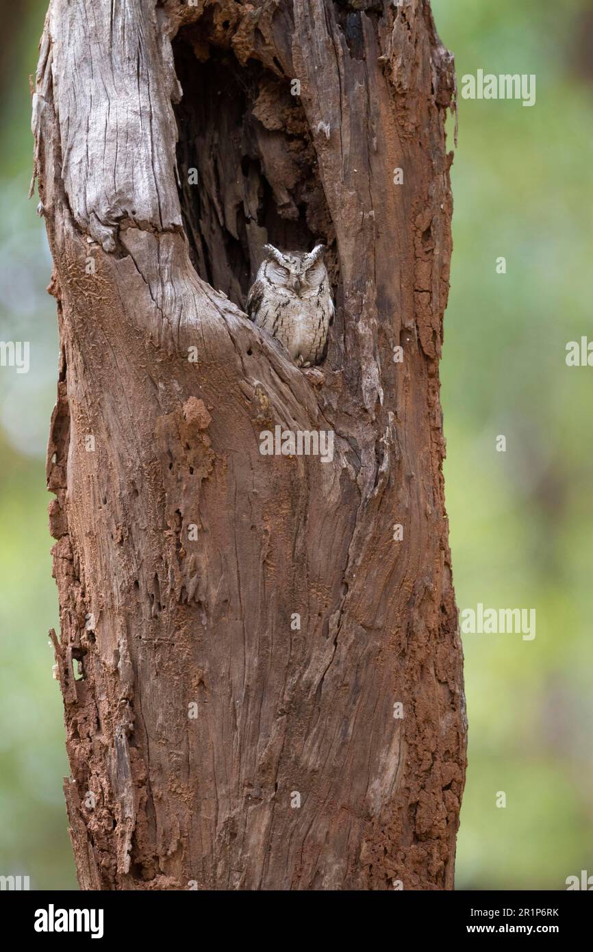 Collared owls hi-res stock photography and images - Alamy