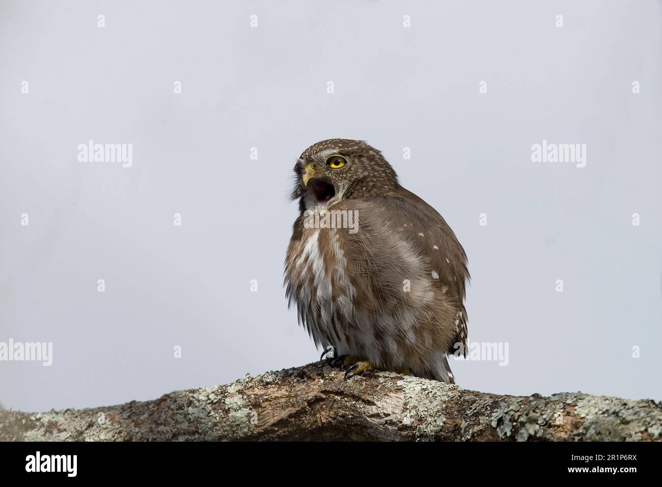 Brazilian Pygmy-Owl, Brazilian Pygmy-Owls, ferruginous pygmy owl ... Brazilian Pygmy-Owl, Brazilian Pygmy-Owls, ferruginous pygmy owl ...