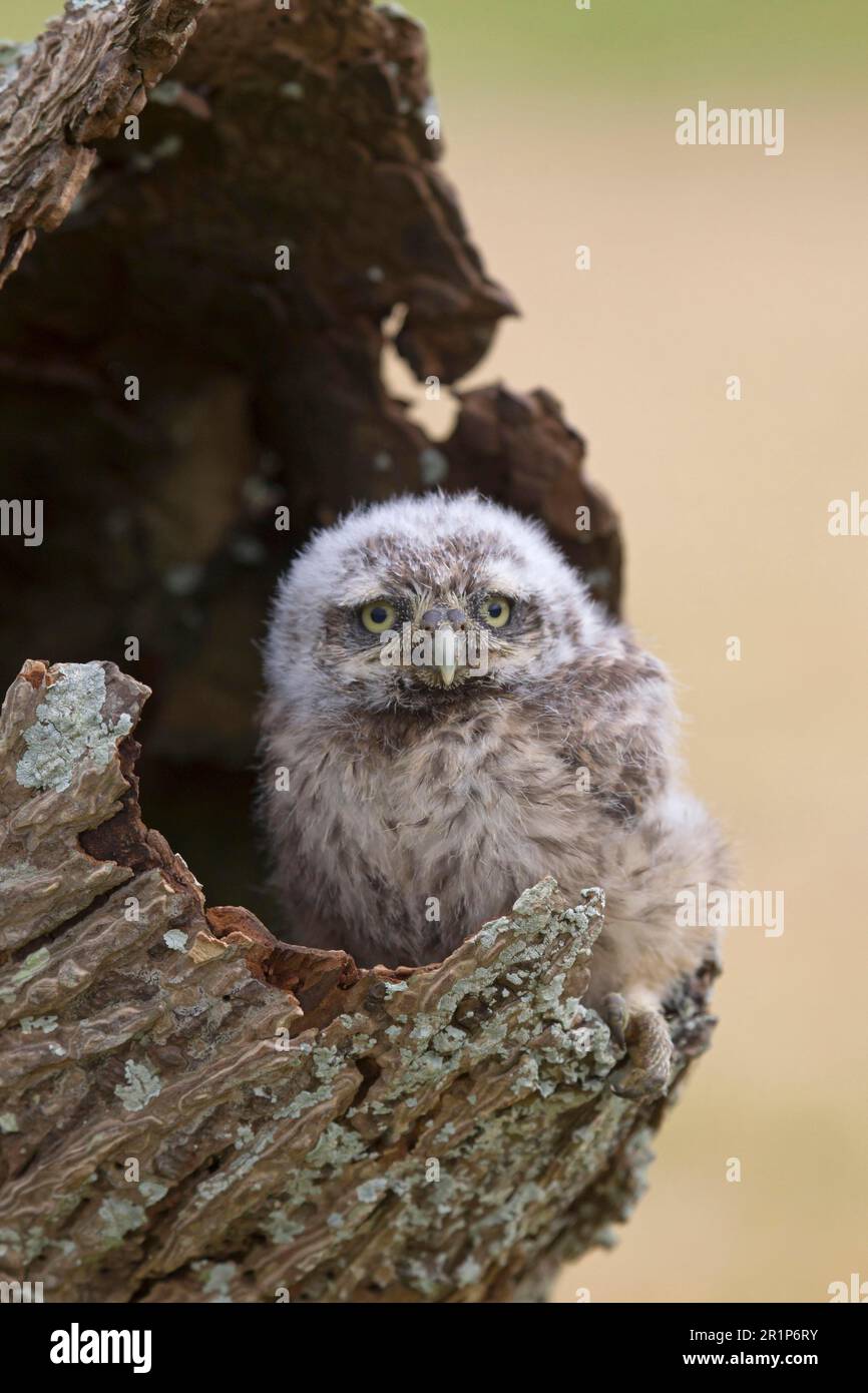 Little Owl, little owls (Athene noctua), Owls, Animals, Birds, Owls ...