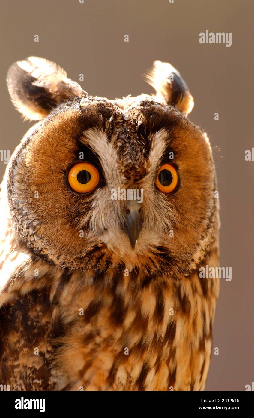 The face of britain hi-res stock photography and images - Alamy