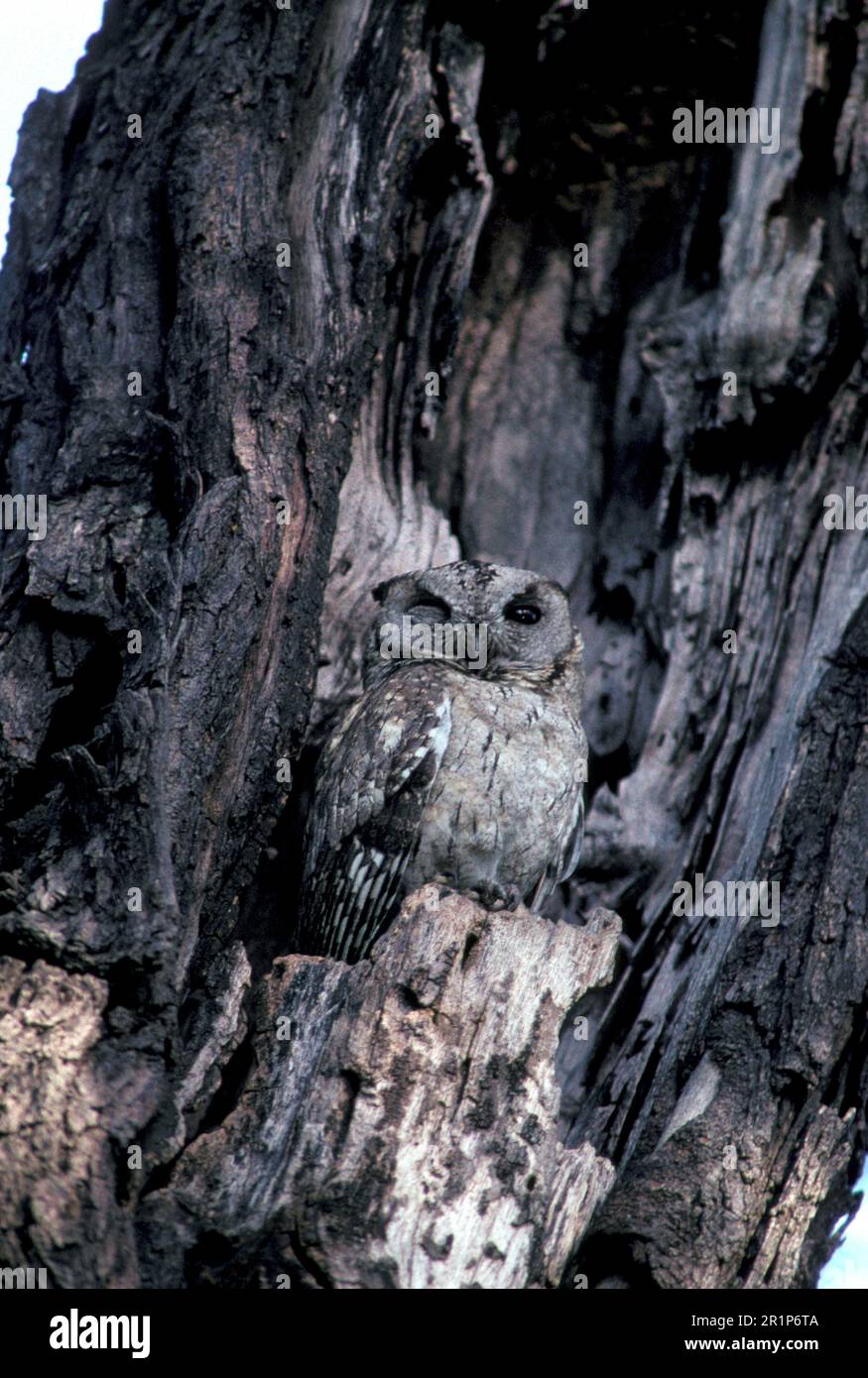 Indian scops-owl (Otus bakkamoena), Hindu Collared Owl, Collared Scops ...