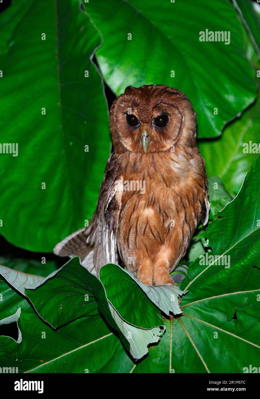 Jamaican columns hi-res stock photography and images - Alamy