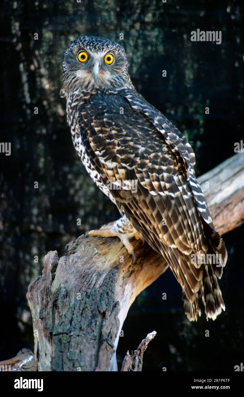 Giant Owl, Giant Owls, Bush Owls, Owls, Animals, Birds, Owls, Powerful ...