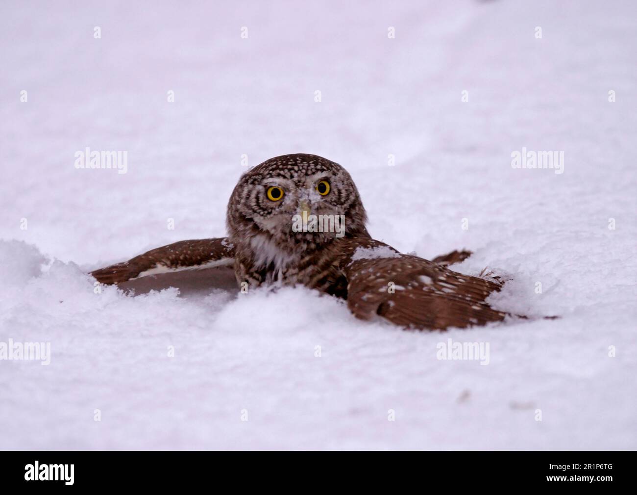Eurasian Pygmy-owl (Glaucidium passerinum) adult, hunting, catching ...