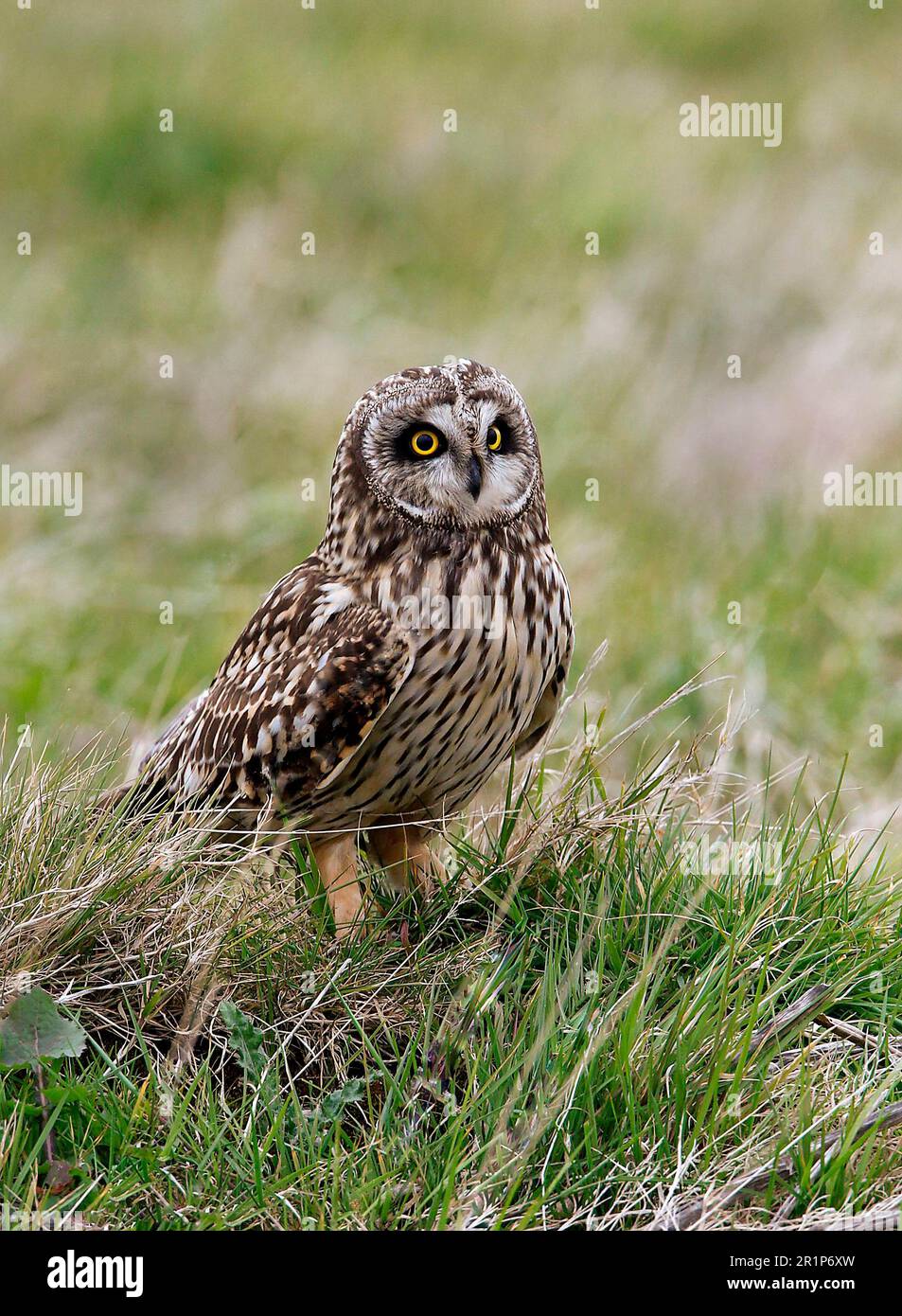 Owl on grass hi-res stock photography and images - Alamy