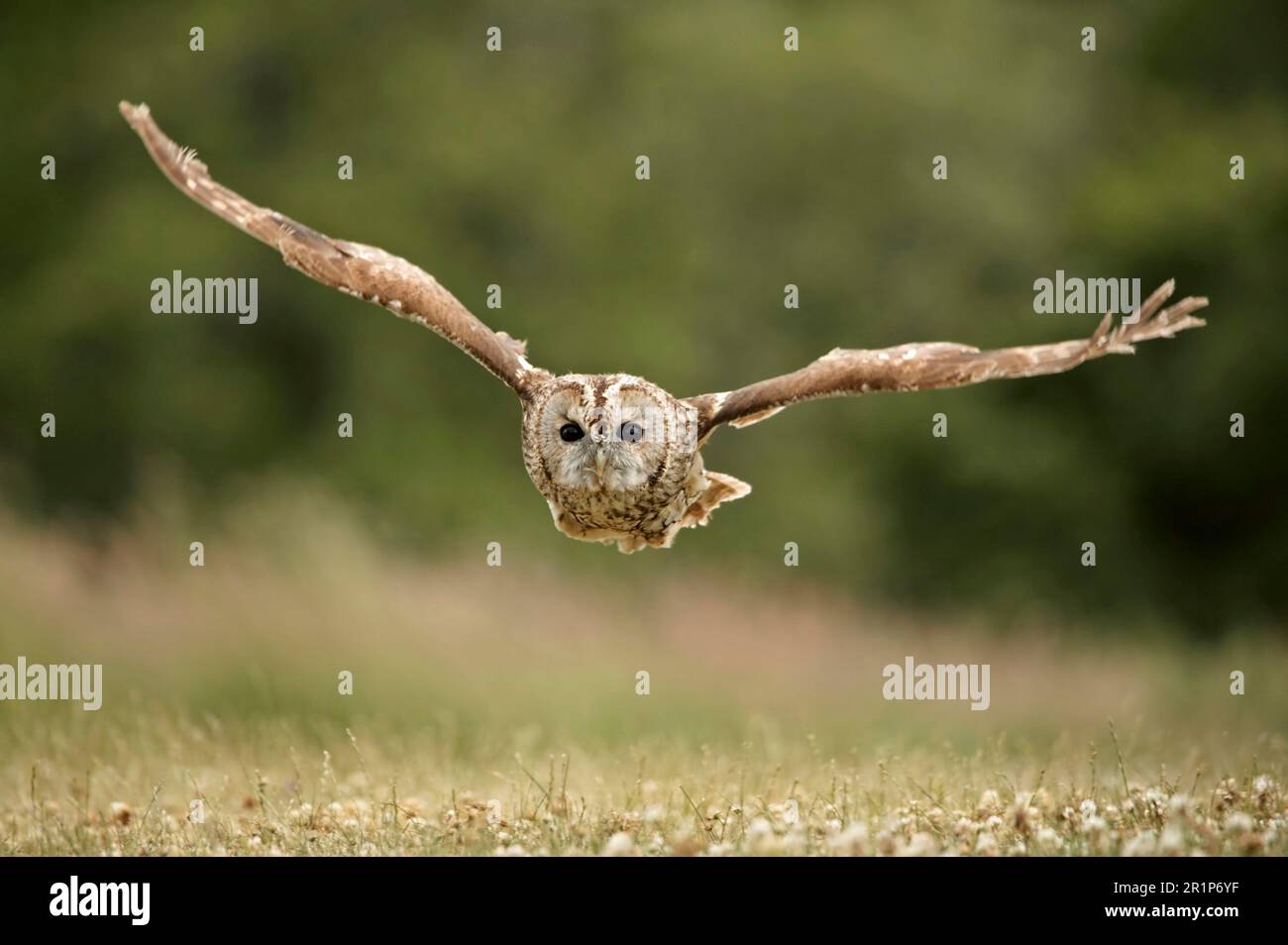 Tawny Owl, tawny owls (Strix aluco), Owls, Animals, Birds, Owls, Tawny ...