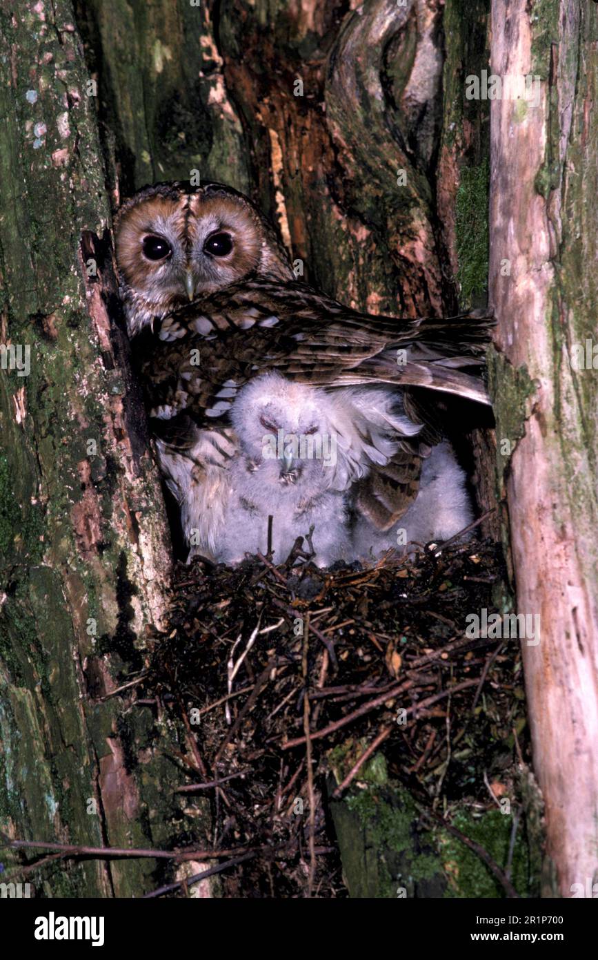 Tawny Owl, tawny owls (Strix aluco), Owls, Animals, Birds, Owls, Tawny ...