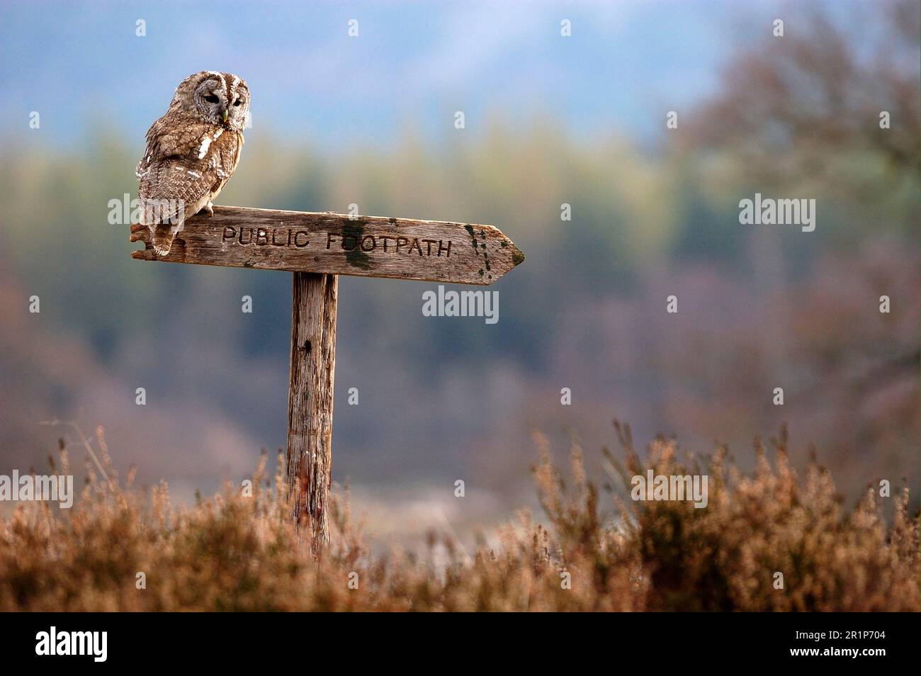 Scotland direction sign hi-res stock photography and images - Alamy