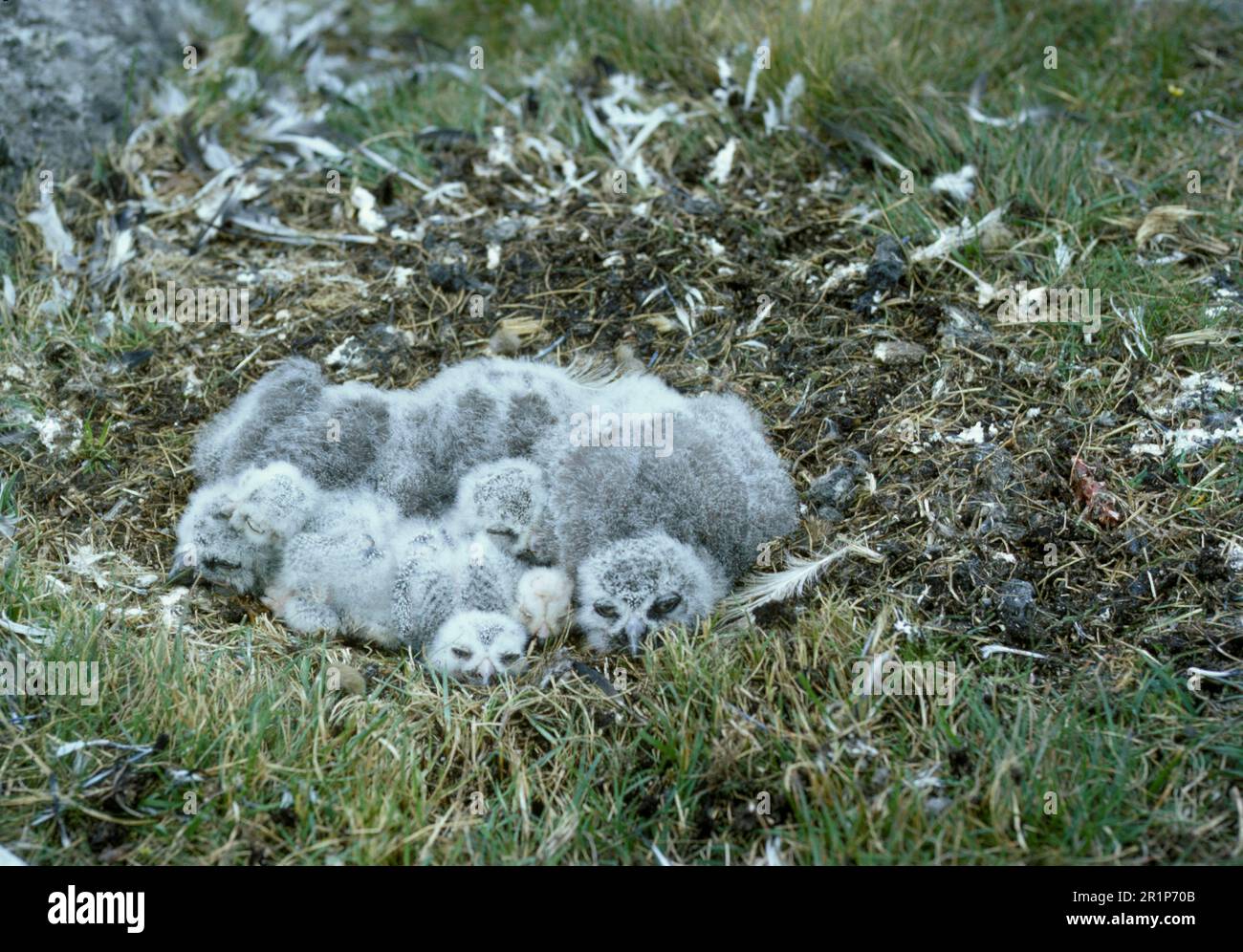 Snowy owl nest hi-res stock photography and images - Alamy