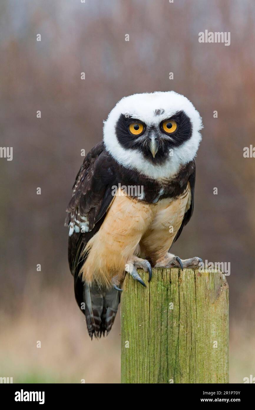 Spectacled owls (Pulsatrix perspicillata), owls, animals, birds, owls ...