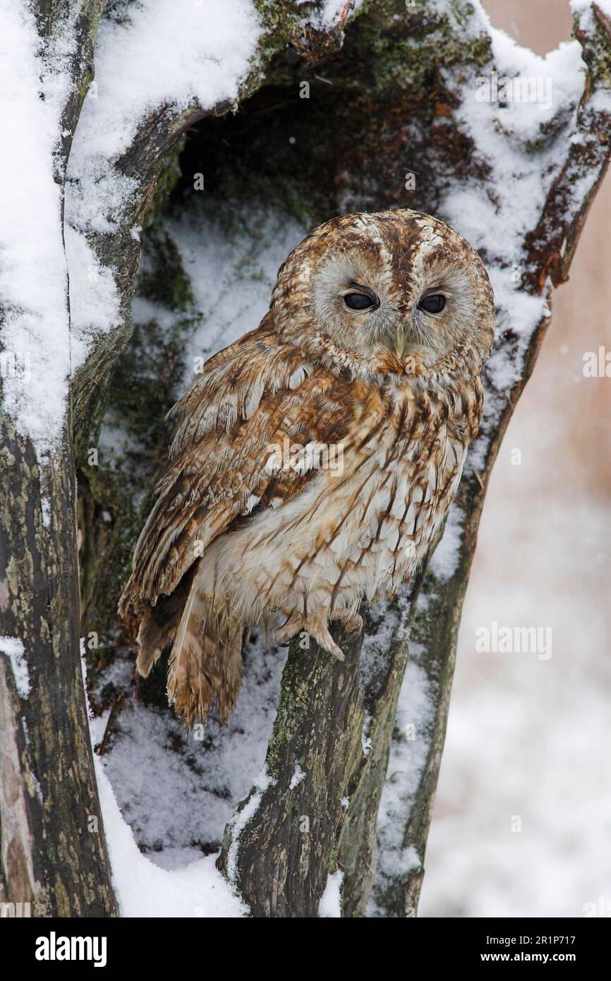 Tawny Owl, tawny owls (Strix aluco), Owls, Animals, Birds, Owls, Tawny ...