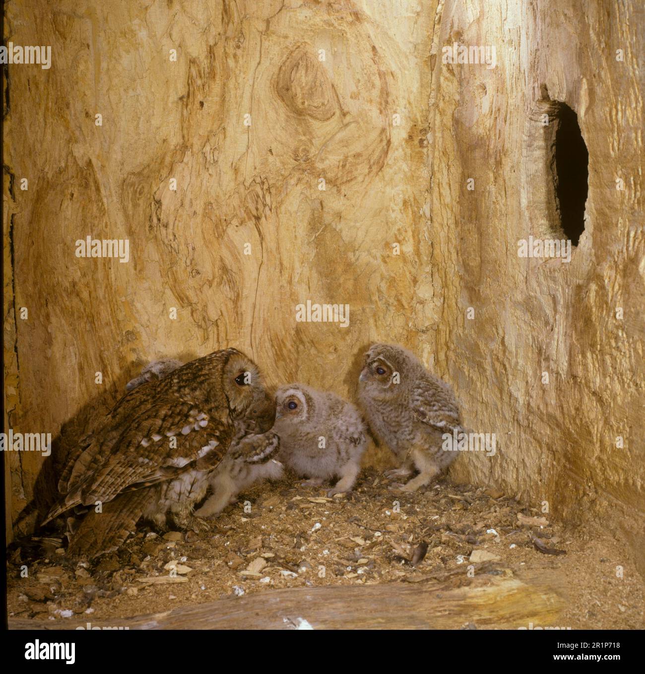 Tawny Owl, tawny owls (Strix aluco), Owls, Animals, Birds, Owls, Tawny ...