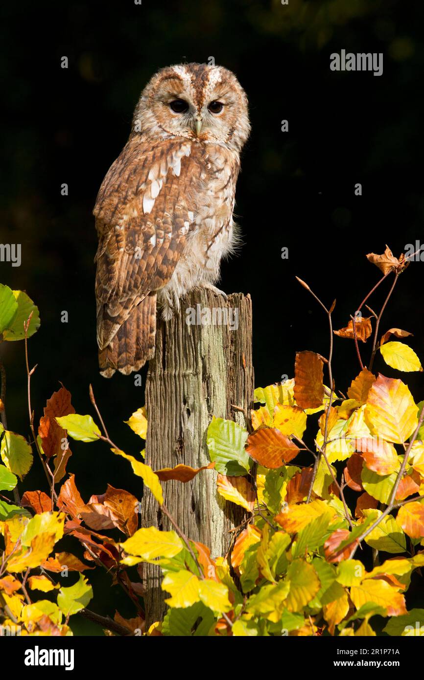 Tawny owl (Strix aluco), adult, perched on a post among autumn beech ...