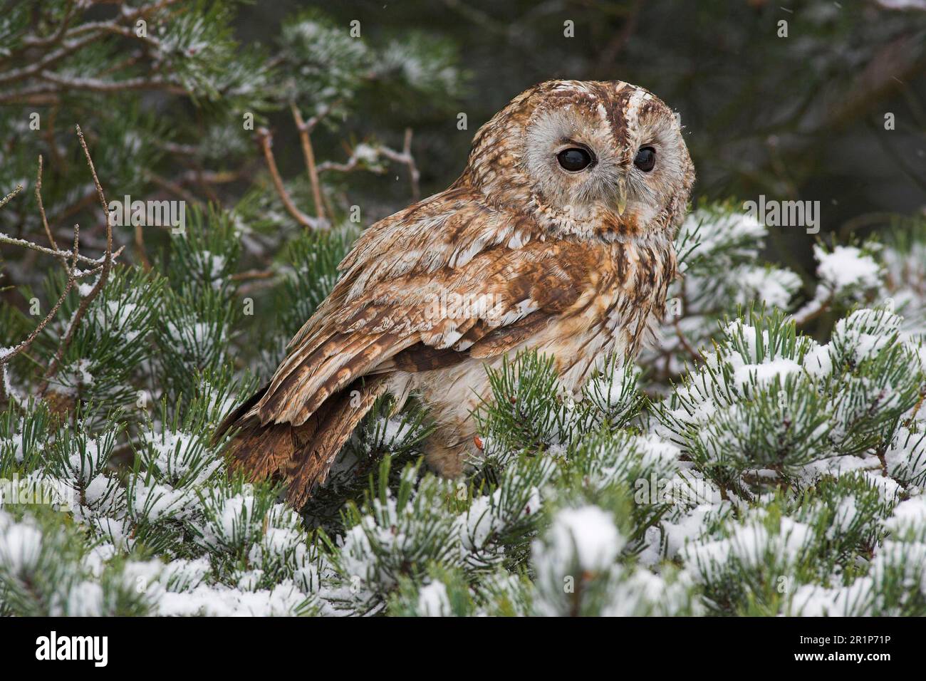 Tawny Owl (Strix aluco) adult on lookout, on Scots Pine in snow ...
