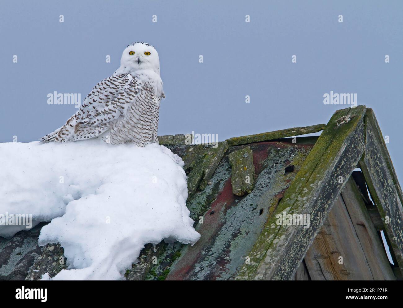 Snow roof on barn hi-res stock photography and images - Alamy