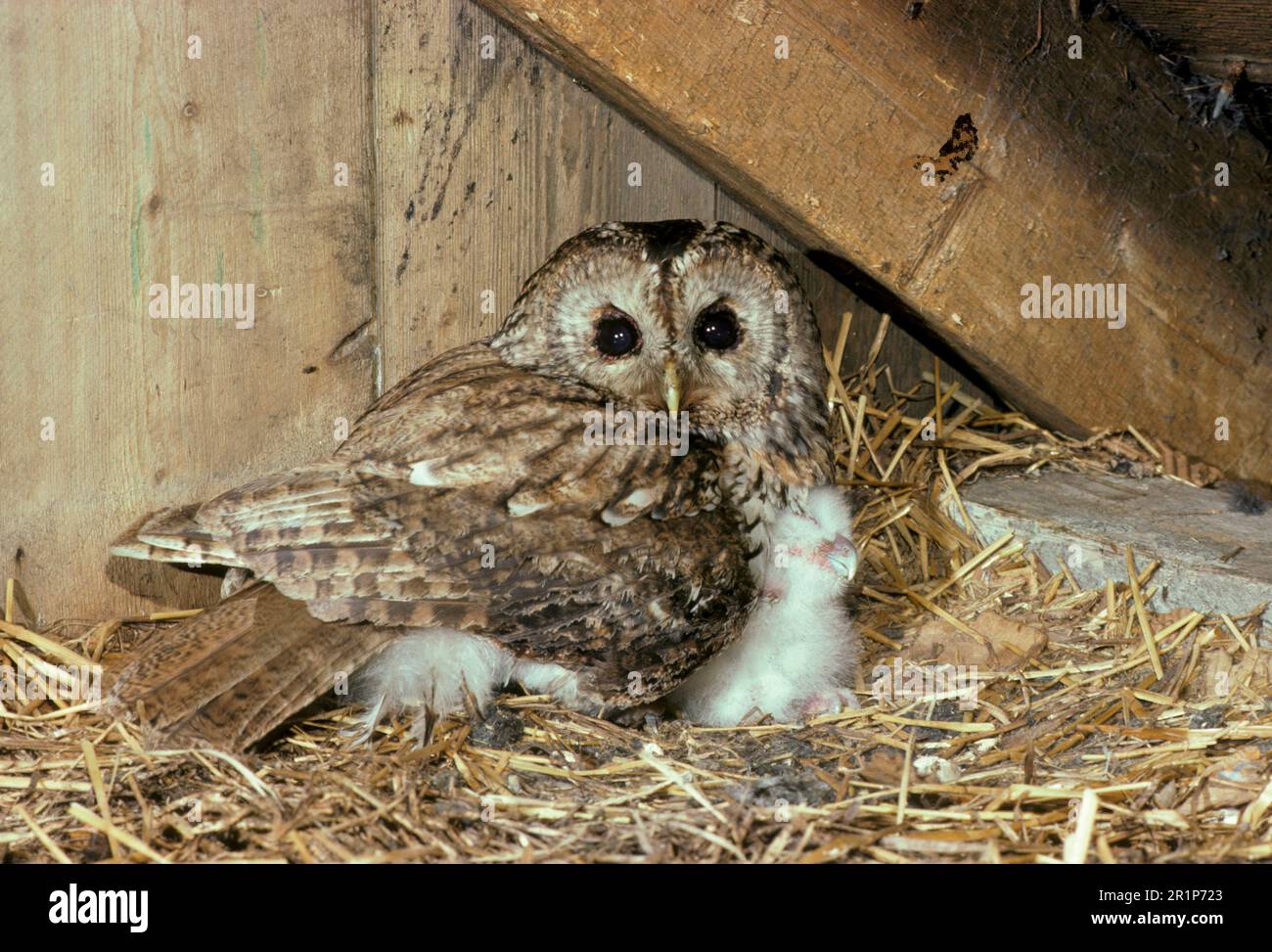 Tawny Owl, tawny owls (Strix aluco), Owls, Animals, Birds, Owls, Tawny ...