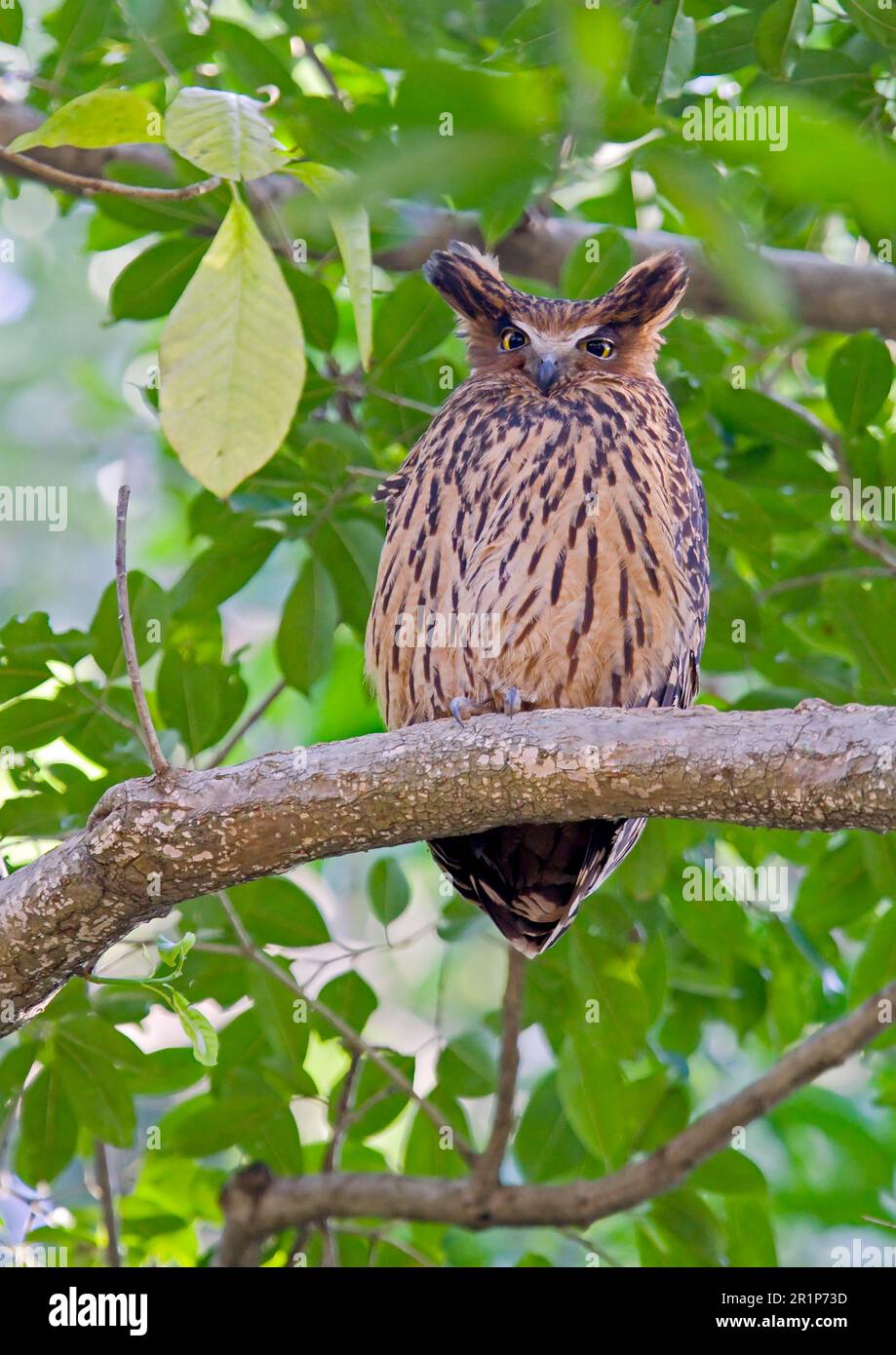 Tawny fish owl (Ketupa flavipes) adult, sitting on a branch ...