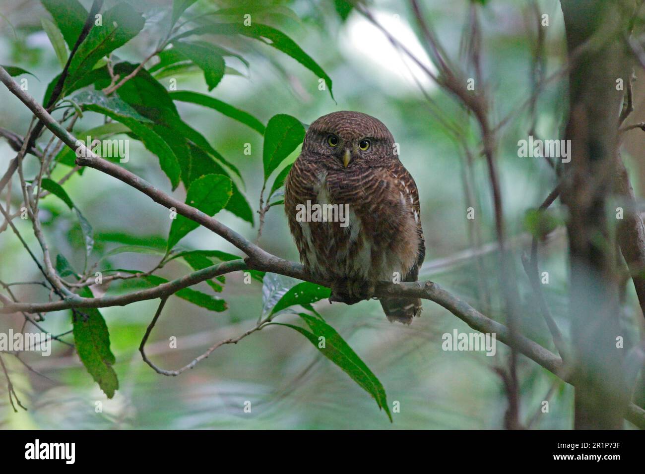 Cuckoo Owl, Cuckoo Sparrow Owl, Cuckoo Owls, Banded Owl, Owls, Animals ...