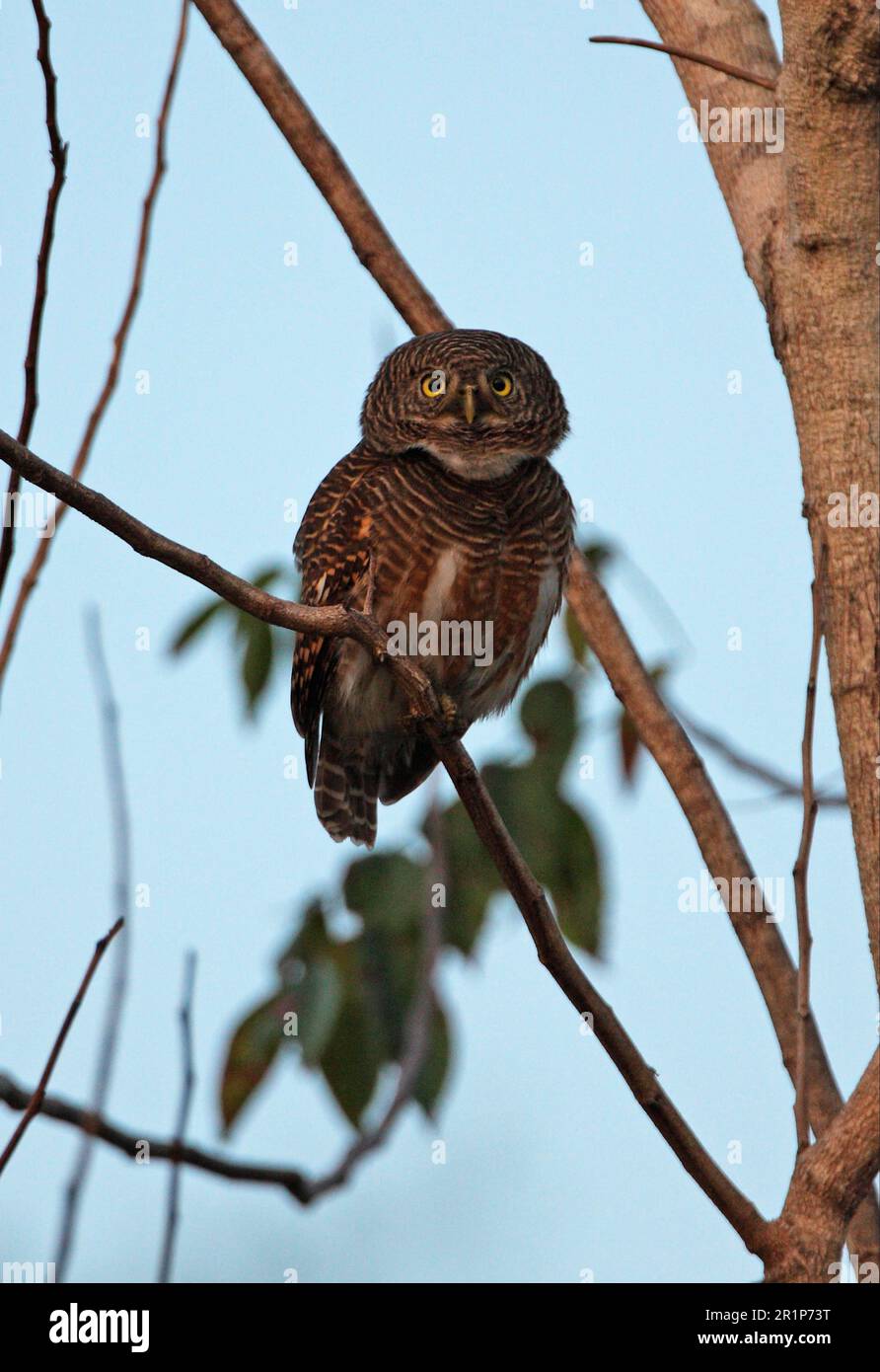 Cuckoo Owl, Cuckoo Sparrow Owl, Cuckoo Owls, Banded Owl, Owls, Animals ...