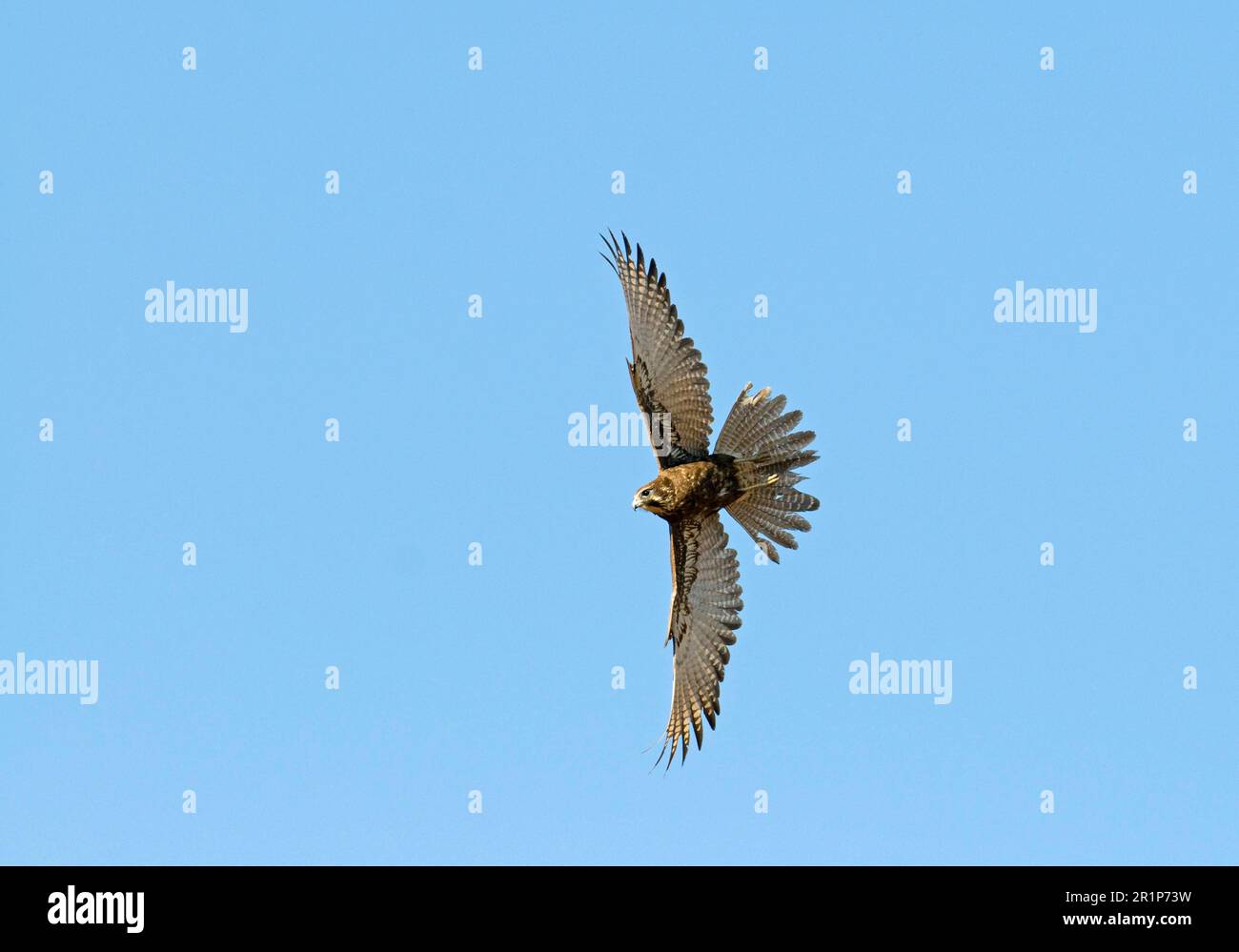 Australian hawks hi-res stock photography and images - Alamy
