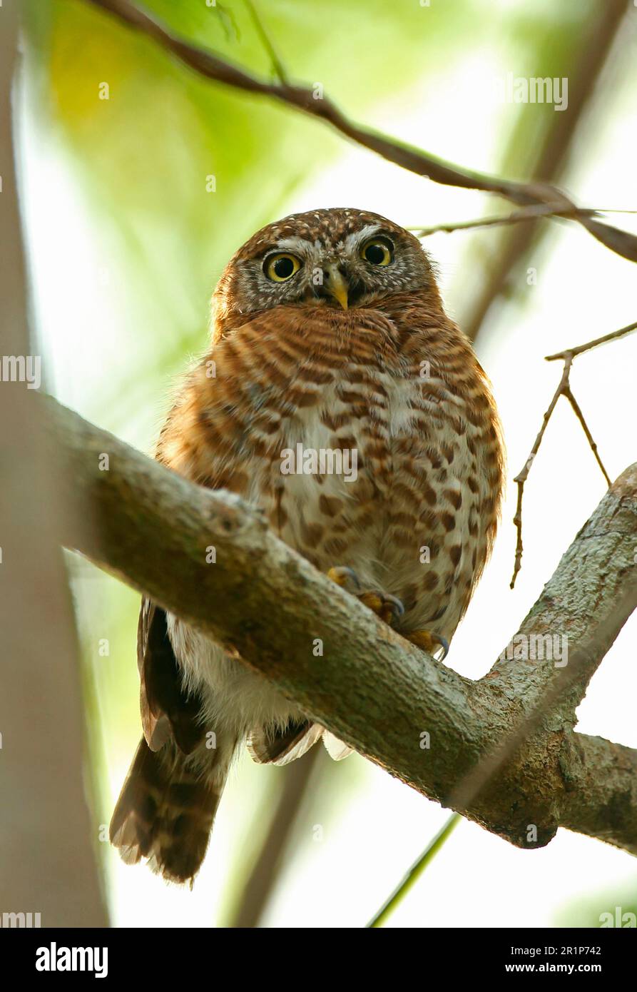 Cuban Pygmy Owl (Glaucidium siju siju) adult, sitting on a branch ...