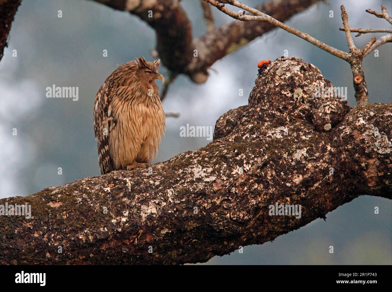 Brown fish owl (Ketupa zeylonensis) adult, yawning, sitting on a tree ...