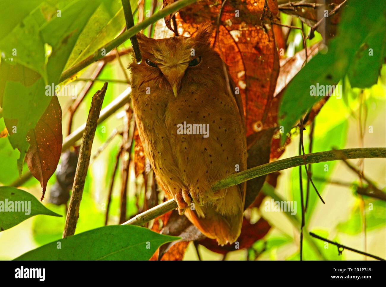 Serendib scops owl (Otus thilohoffmanni), Serendib Scops-owls, Owls ...