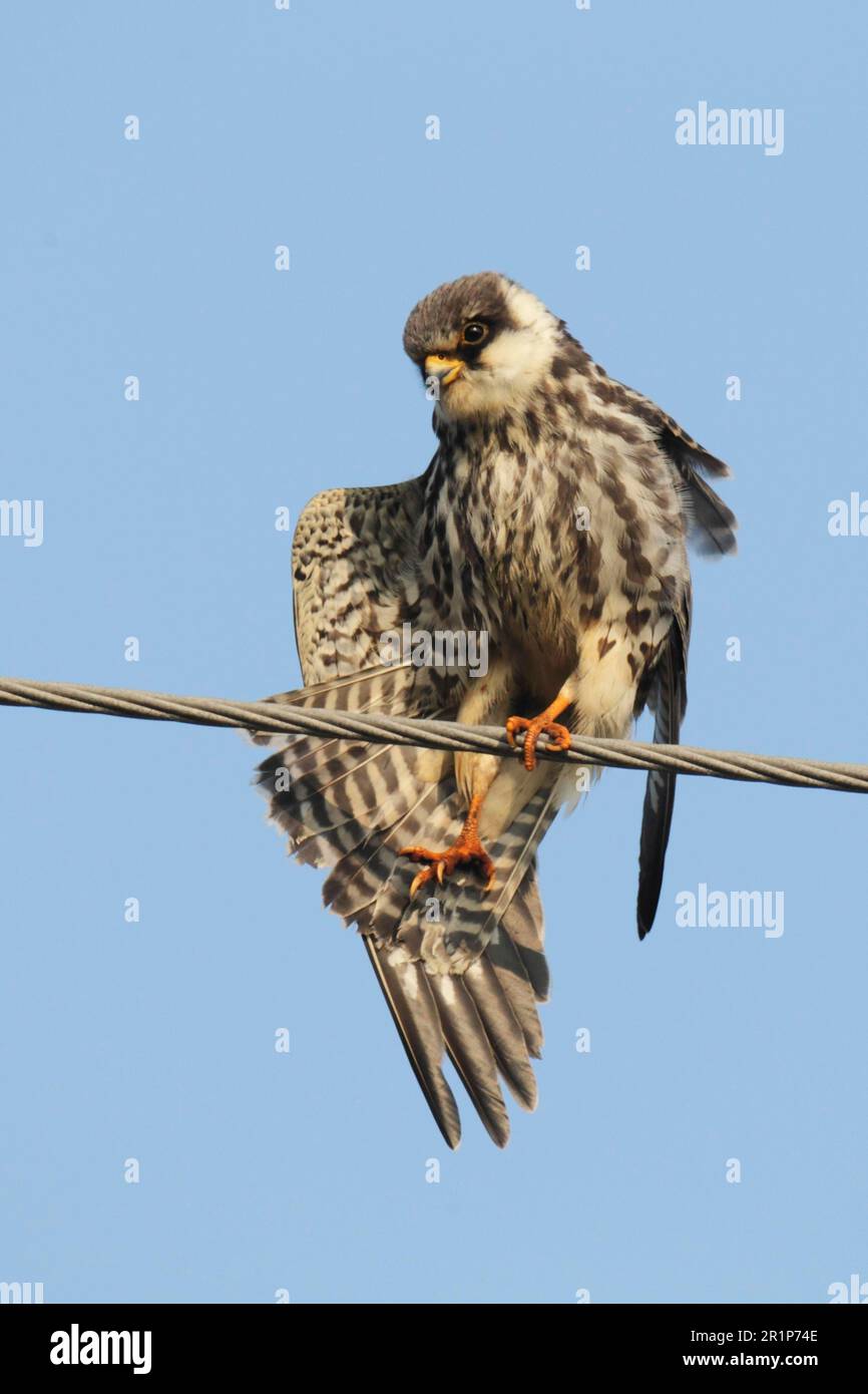 Amur falco (Falco amurensis) immature male, stretching wing and leg ...