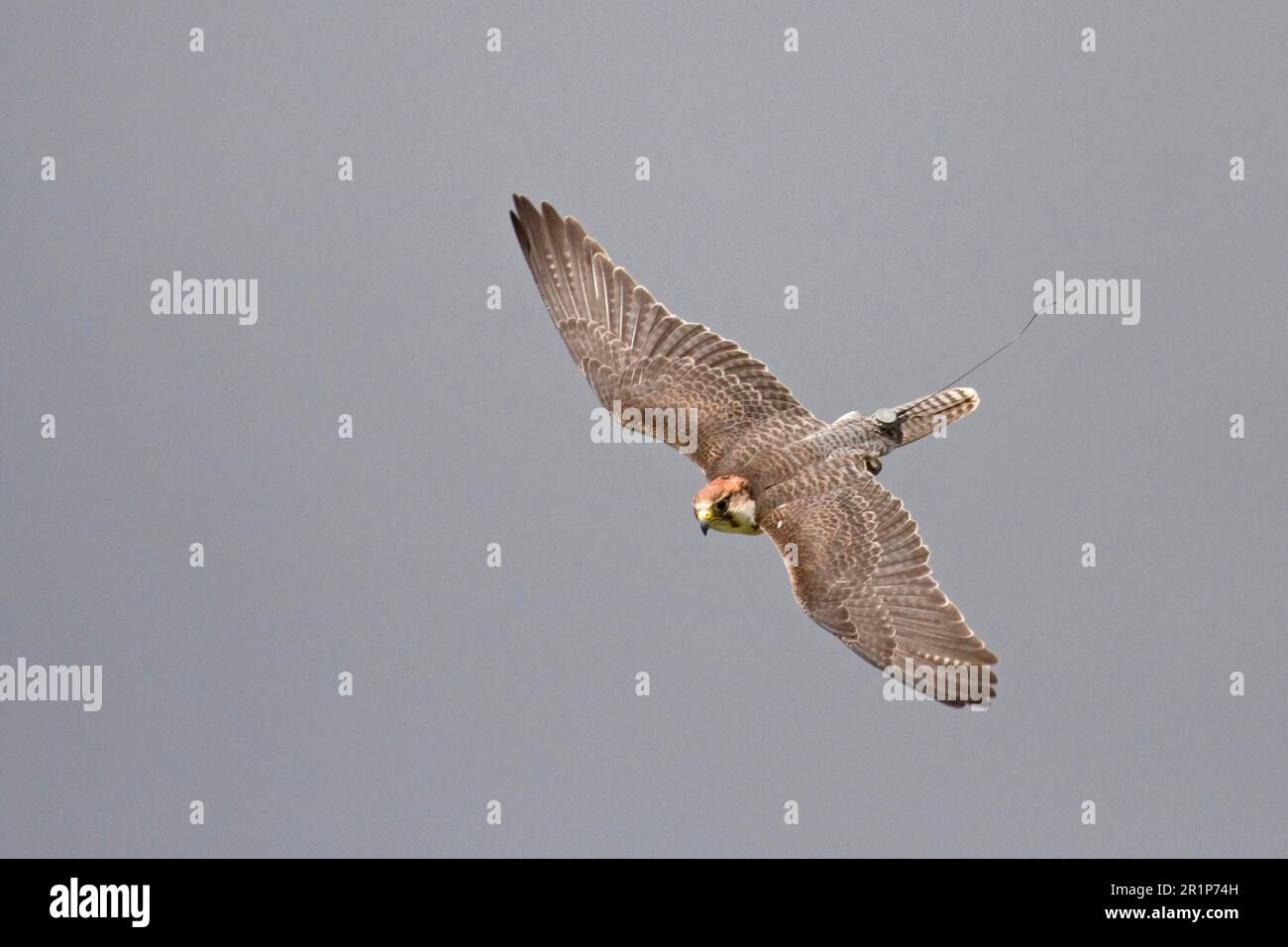 Lanner falcon (Falco biarmicus) adult, in flight, with telemetry ...