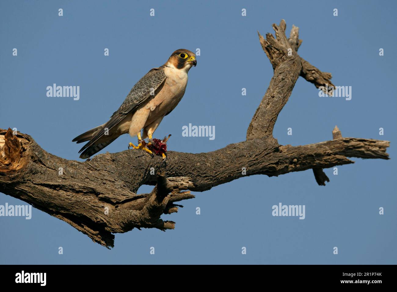 Falco biarmicus ethiopia hi-res stock photography and images - Alamy