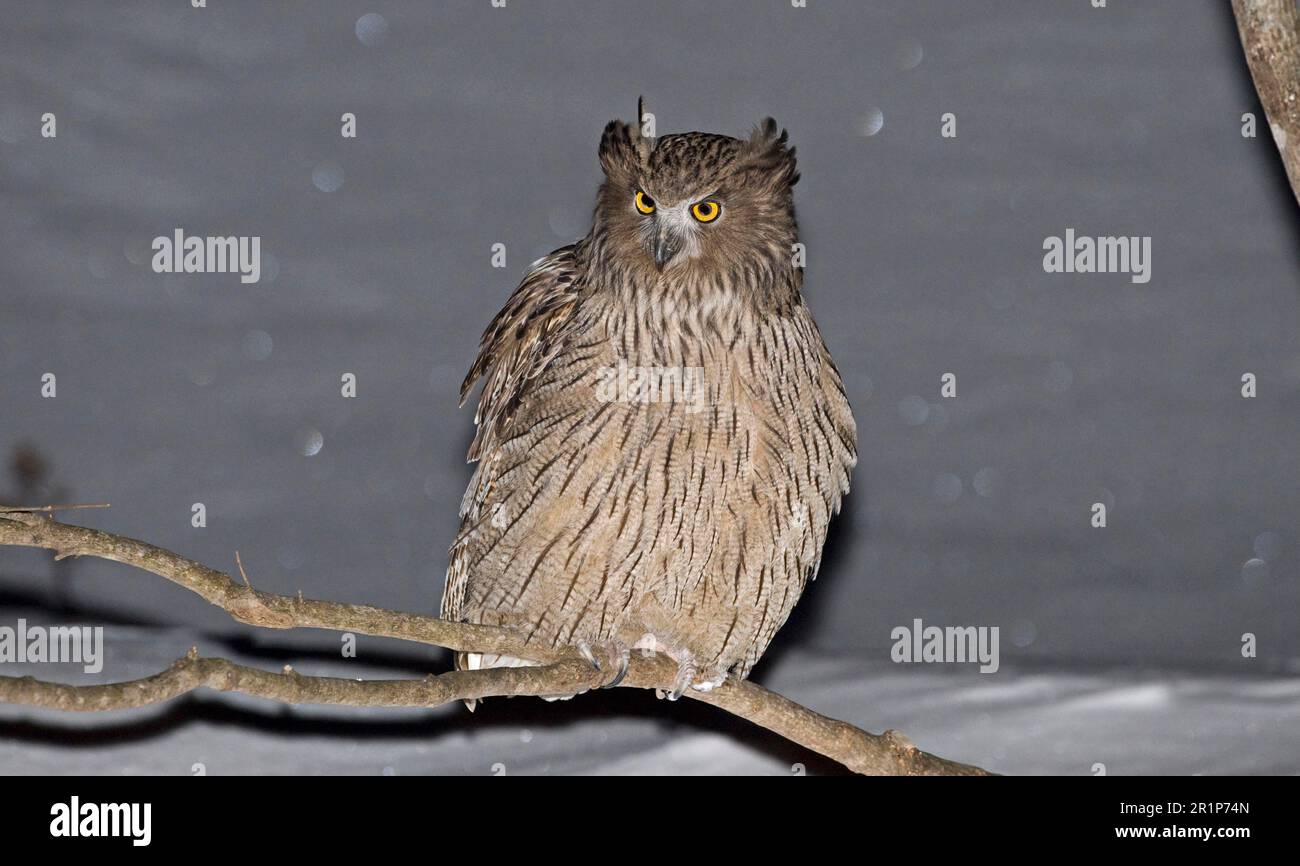 Blakistons eagle owl hi-res stock photography and images - Alamy