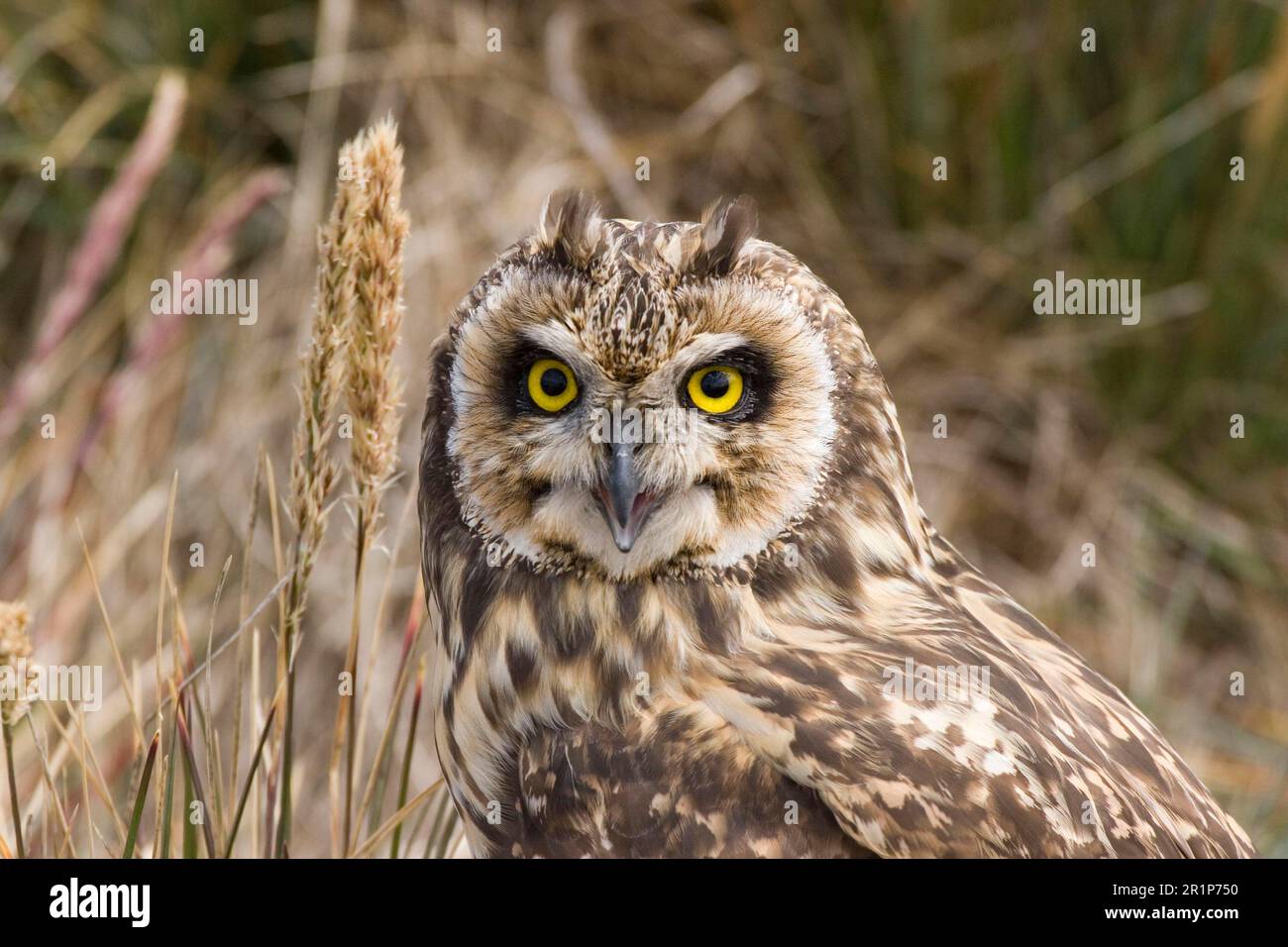 Short-eared Owl, short-eared owls (Asio flammeus), Owls, Animals, Birds ...