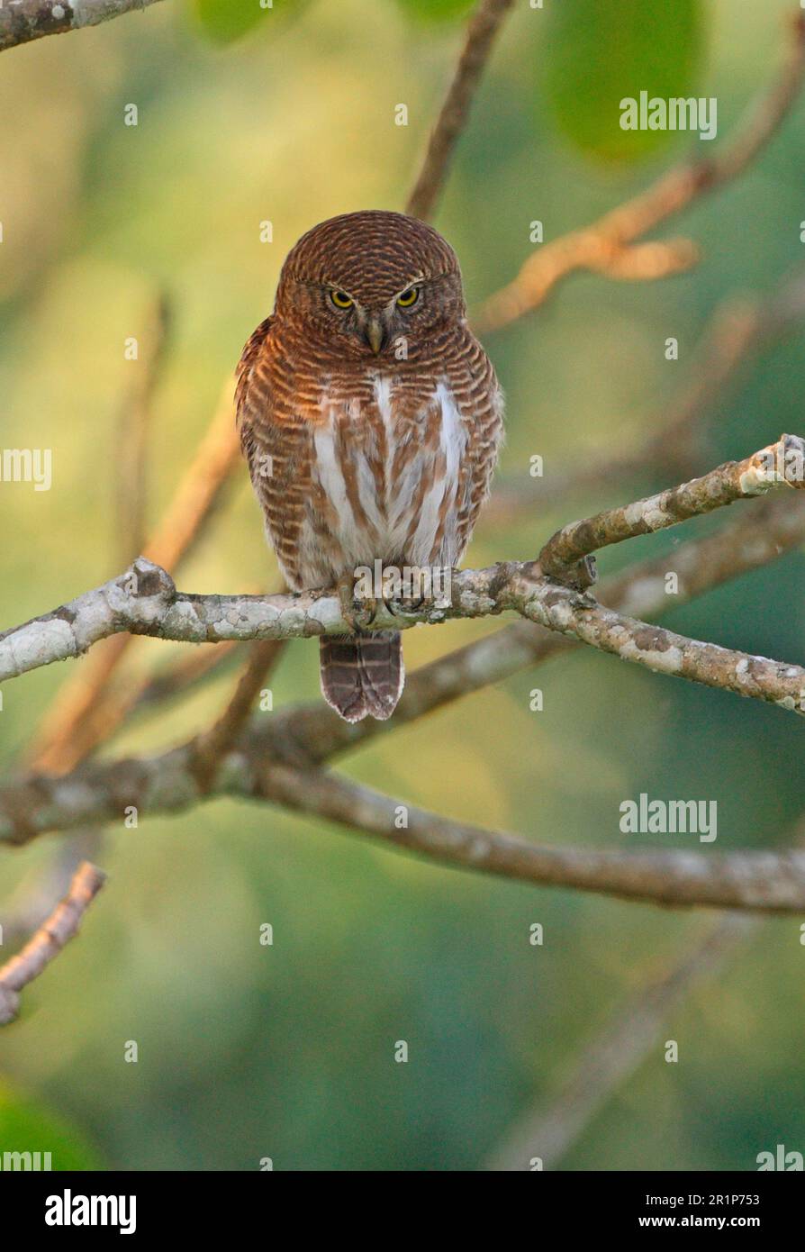 Cuckoo Owl, Cuckoo Sparrow Owl, Cuckoo Owls, Banded Owl, Owls, Animals ...