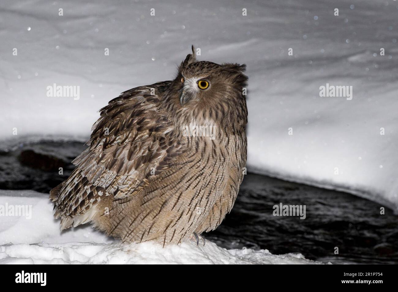 Blakistons eagle owl hi-res stock photography and images - Alamy