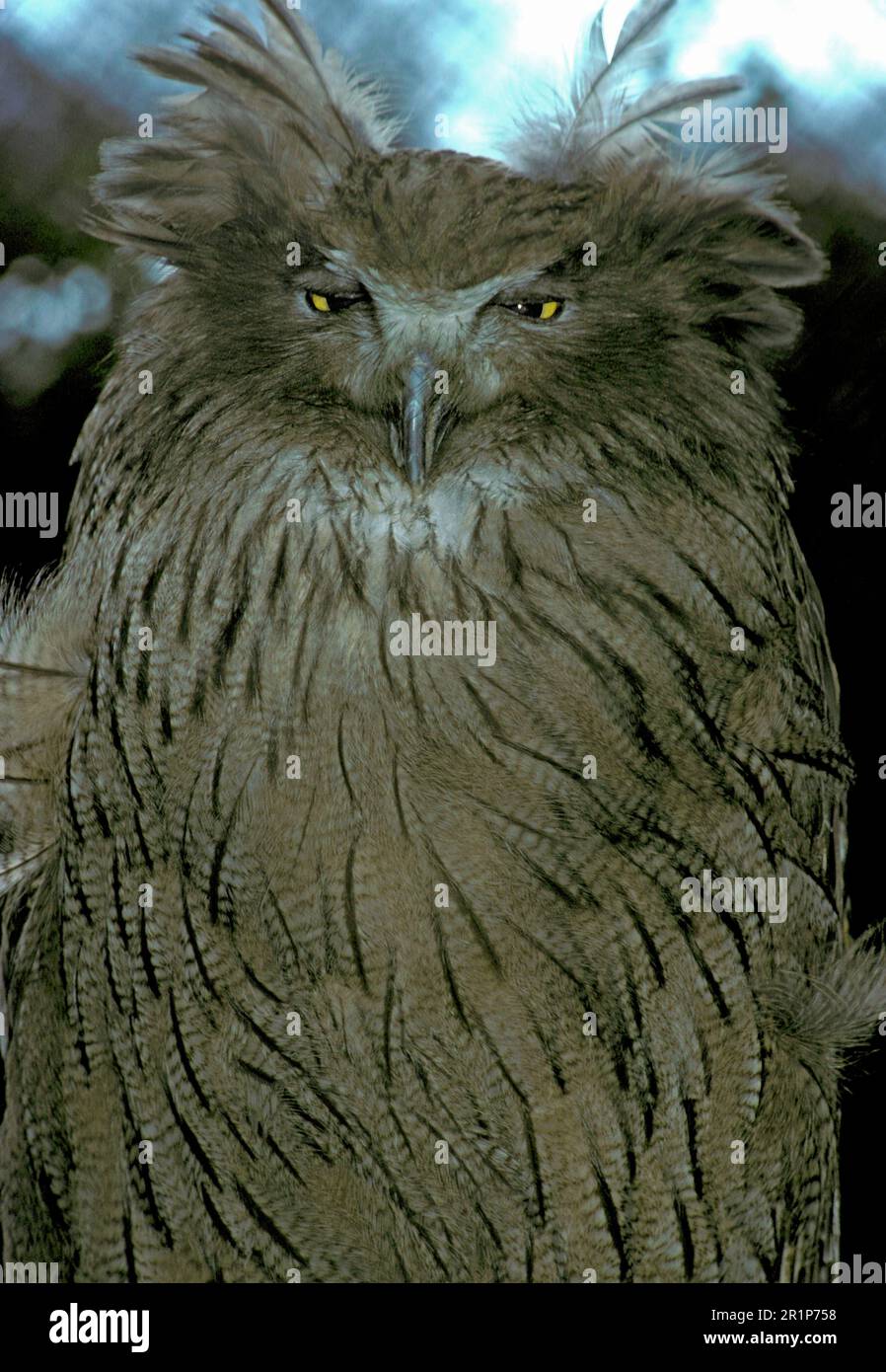 Blakistons fish owl hi-res stock photography and images - Alamy