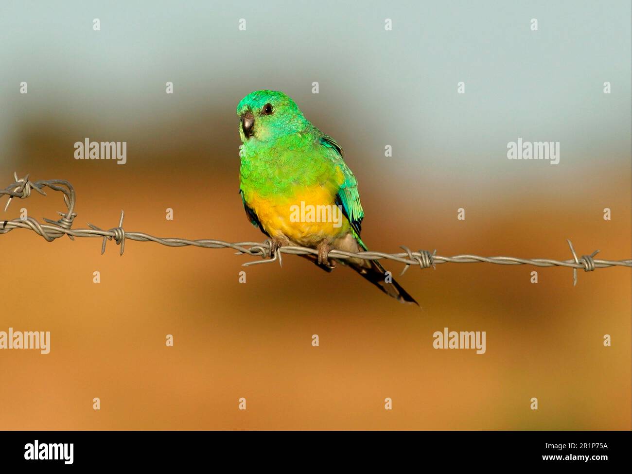 Parrot wire hi-res stock photography and images - Alamy