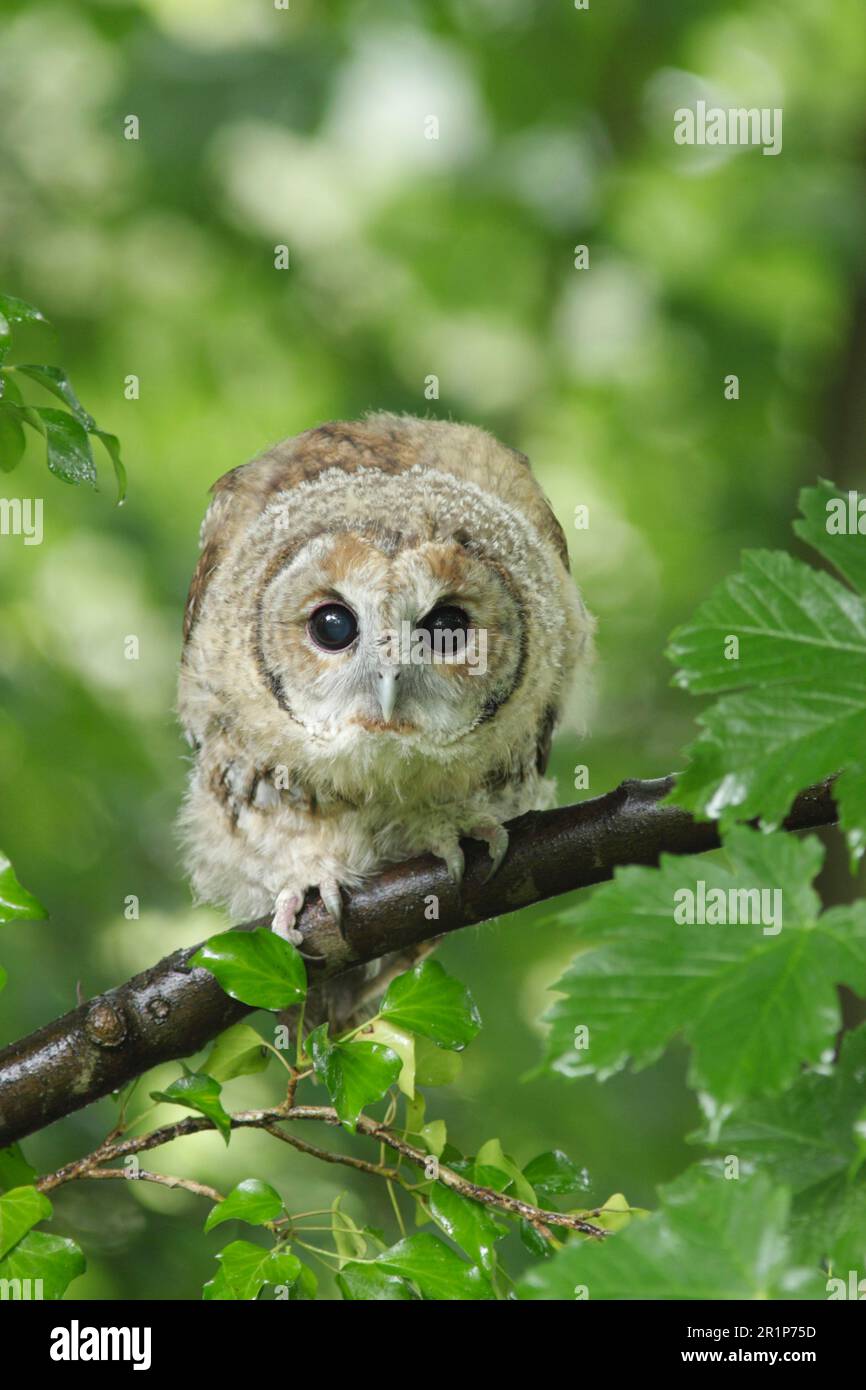 Tawny owl (Strix aluco) juvenile, yearling male, sitting on a branch of ...