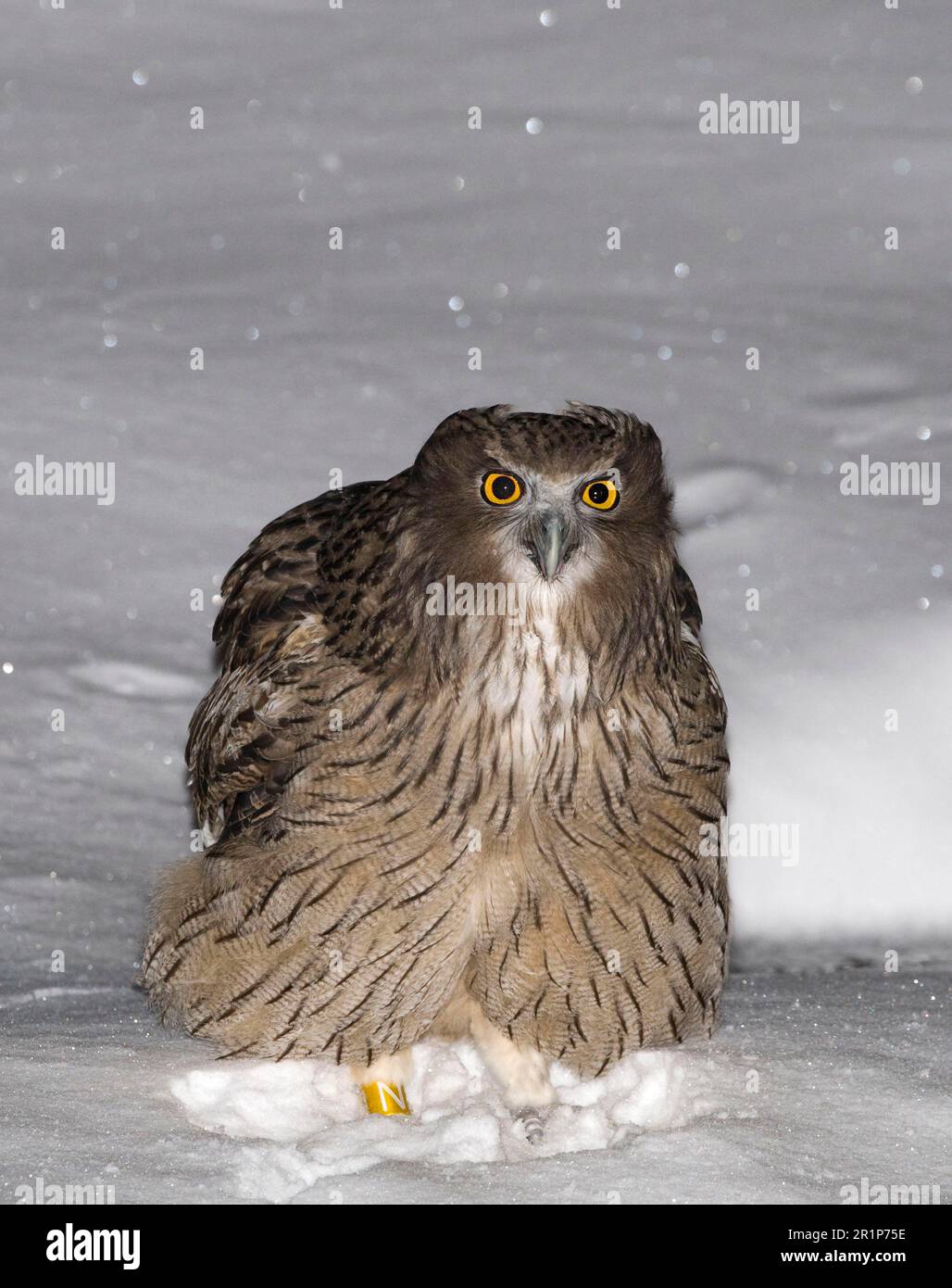 Blakistons eagle owl hi-res stock photography and images - Alamy