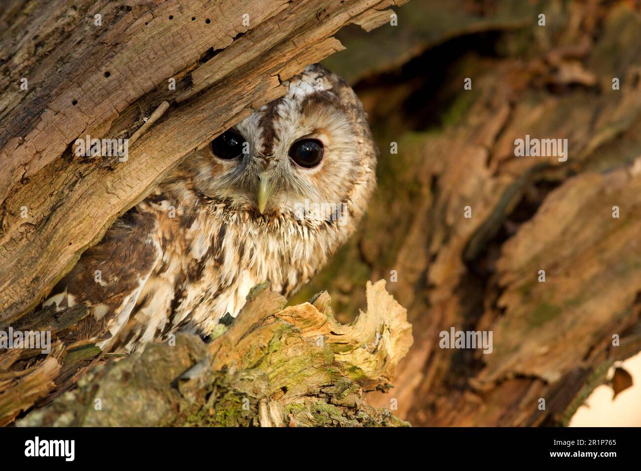 Tawny Owl, tawny owls (Strix aluco), Owls, Animals, Birds, Owls, Tawny ...