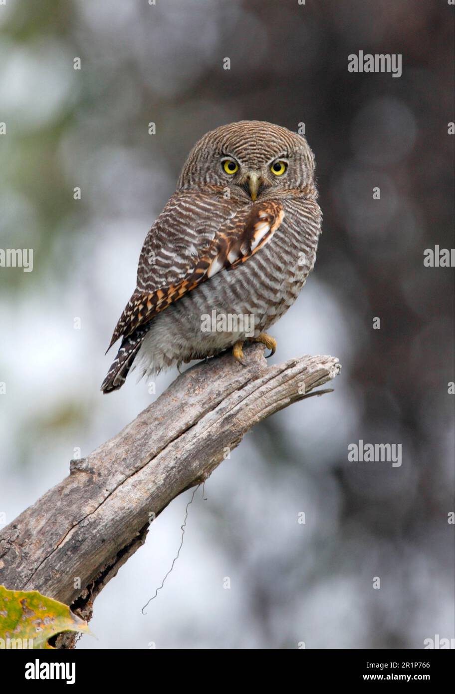 Jungle Owlet, Jungle Owls, Owls, Animals, Birds, Owls, Jungle Owlet ...