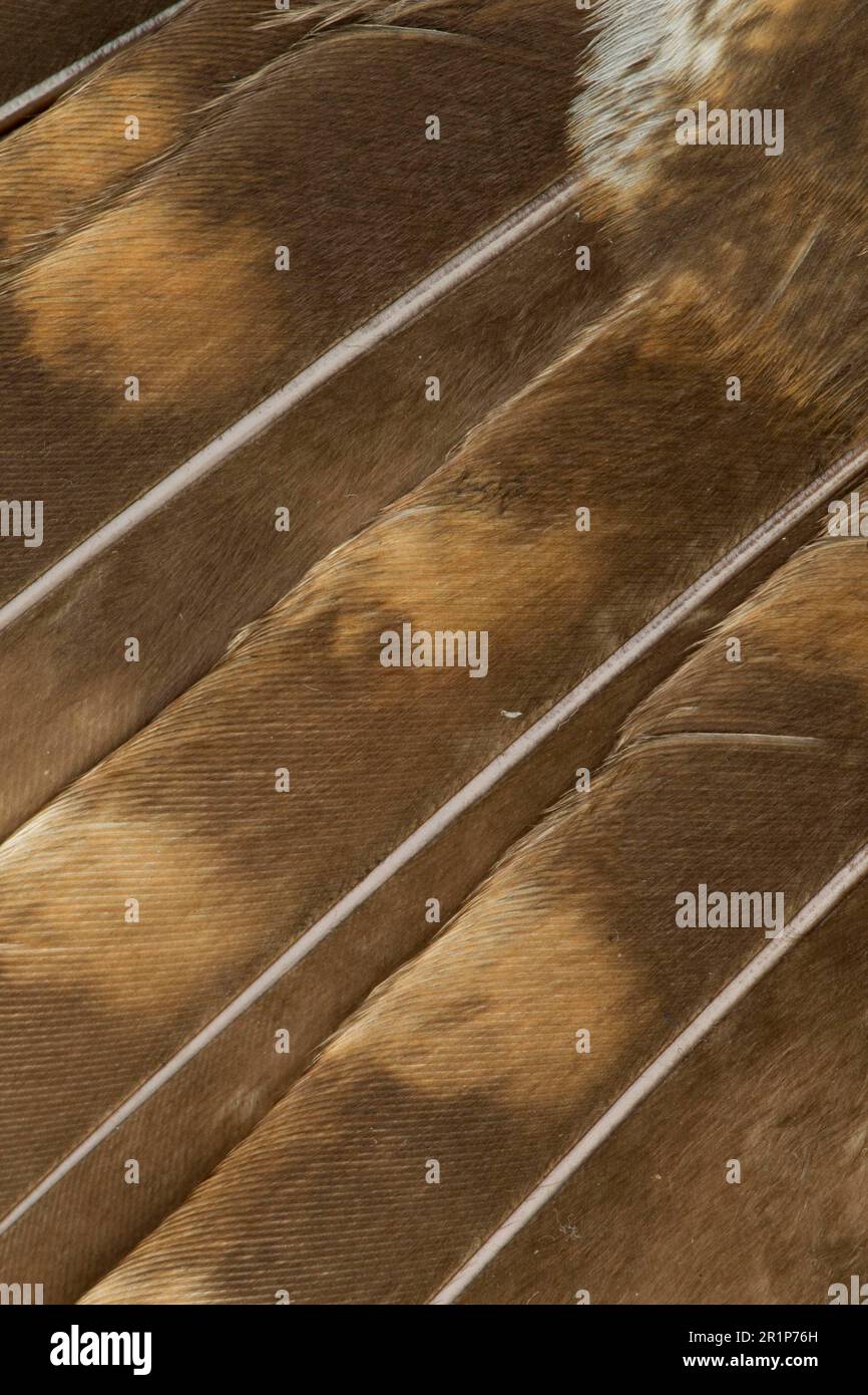 Tawny Owl, tawny owls (Strix aluco), Owls, Animals, Birds, Owls, Tawny ...