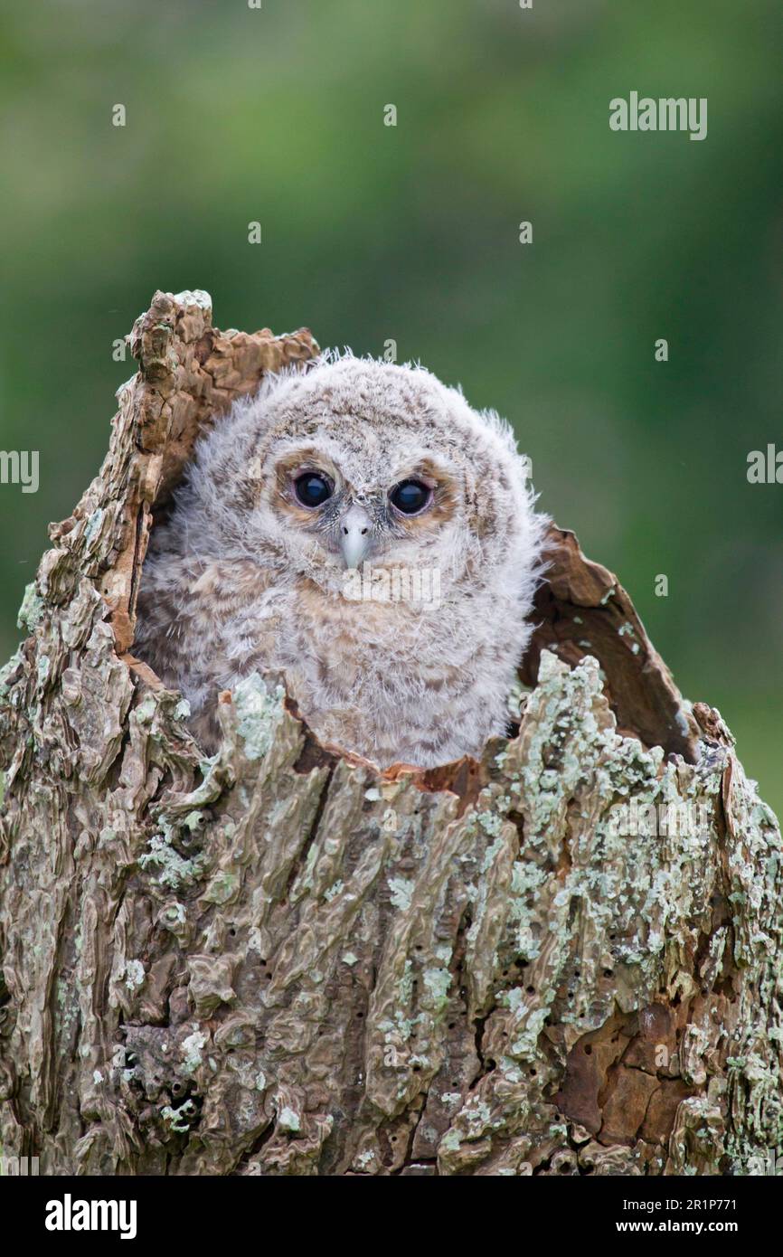 Tawny Owl, tawny owls (Strix aluco), owls, animals, birds, owls, Tawny ...