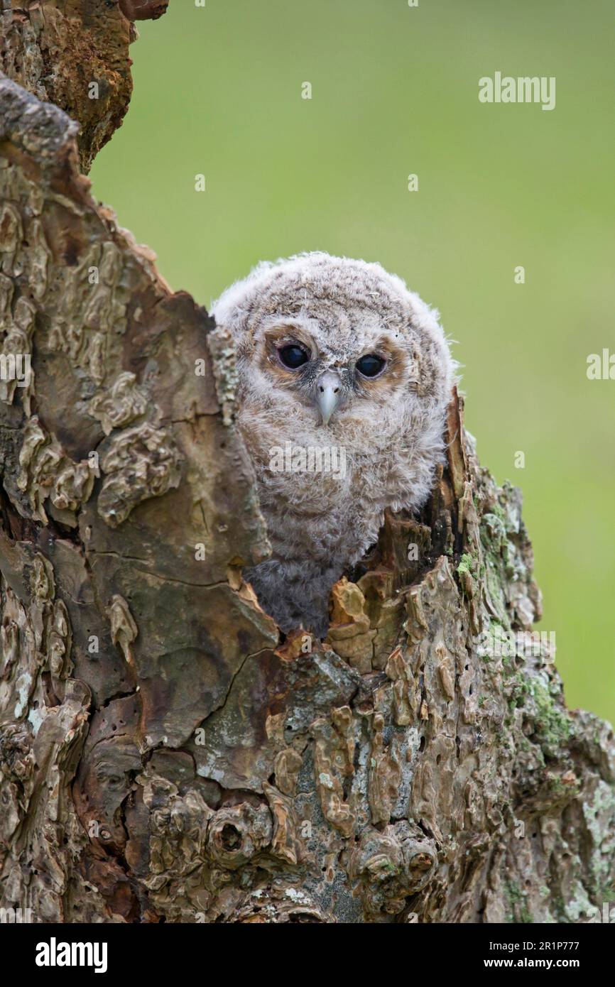 Tawny Owl, tawny owls (Strix aluco), owls, animals, birds, owls, Tawny ...