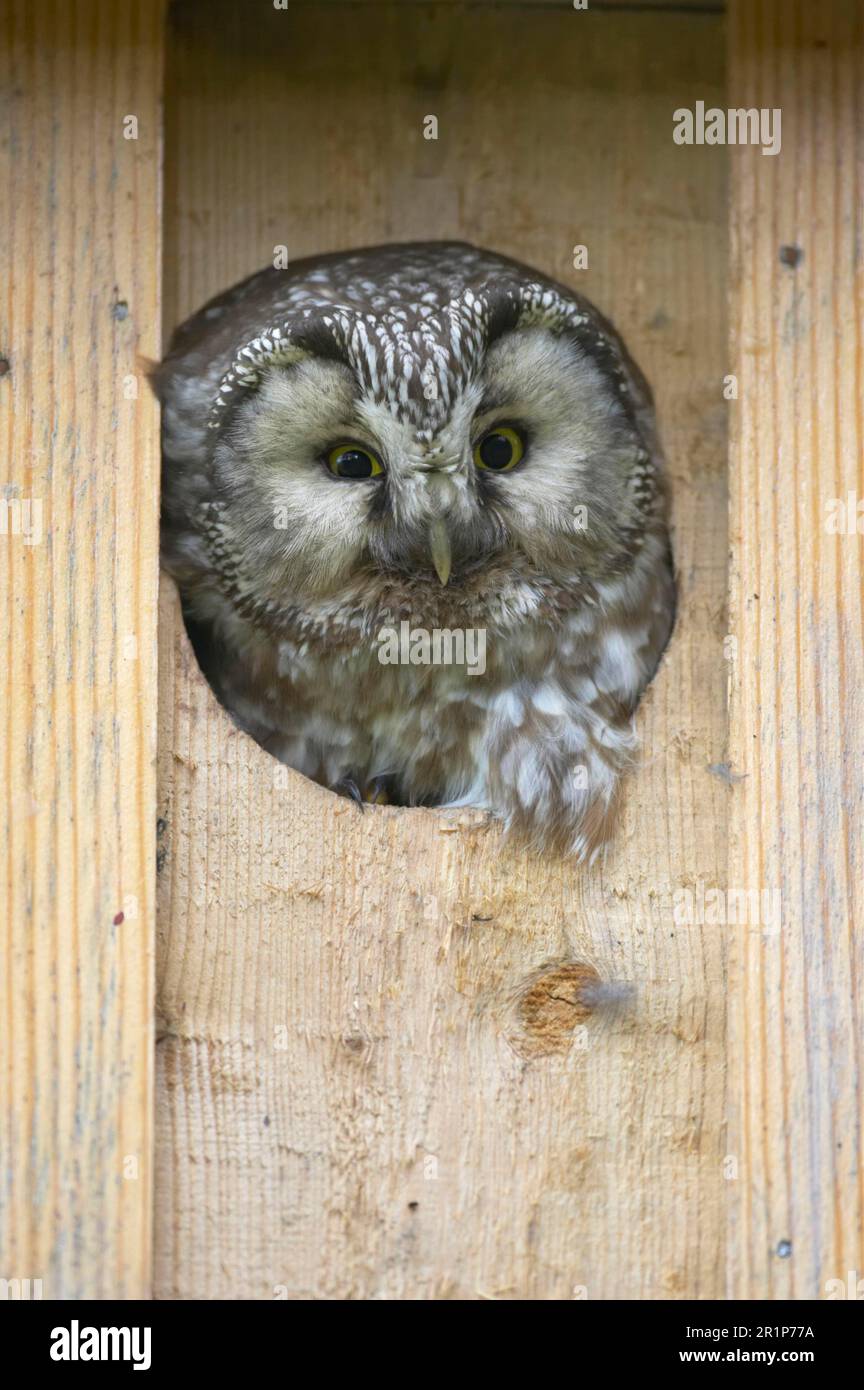 Tengmalm's Owl adult, looking out from entrance to nestbox, Oulu Region ...